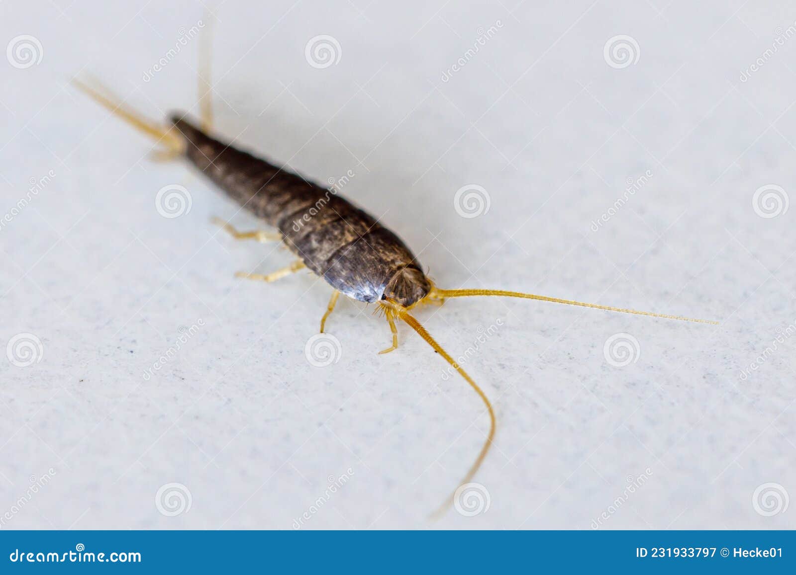 Silverfish or Bookworm on a White Background Stock Image - Image of ...
