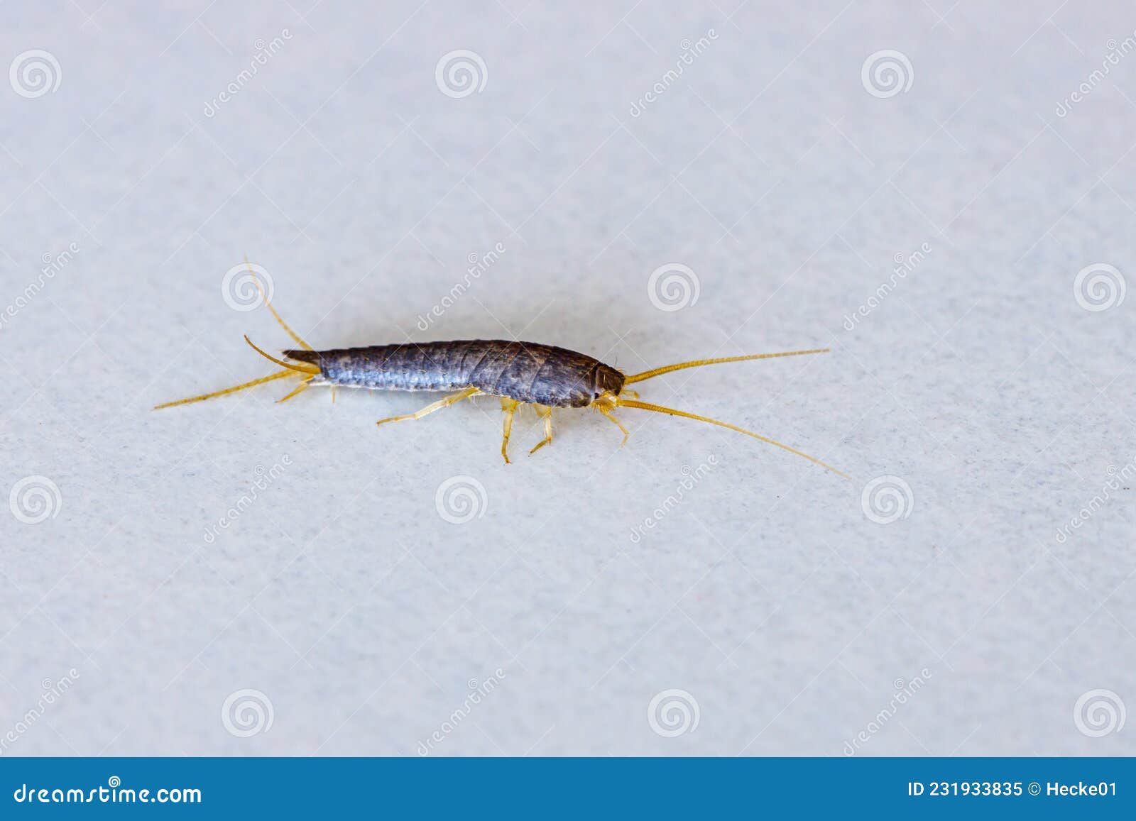 Silverfish or Bookworm on a White Background Stock Image - Image of ...