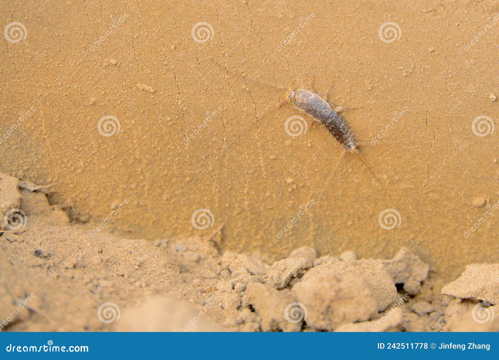 Silverfish stock photo. Image of thysanura, bristletail - 242511778