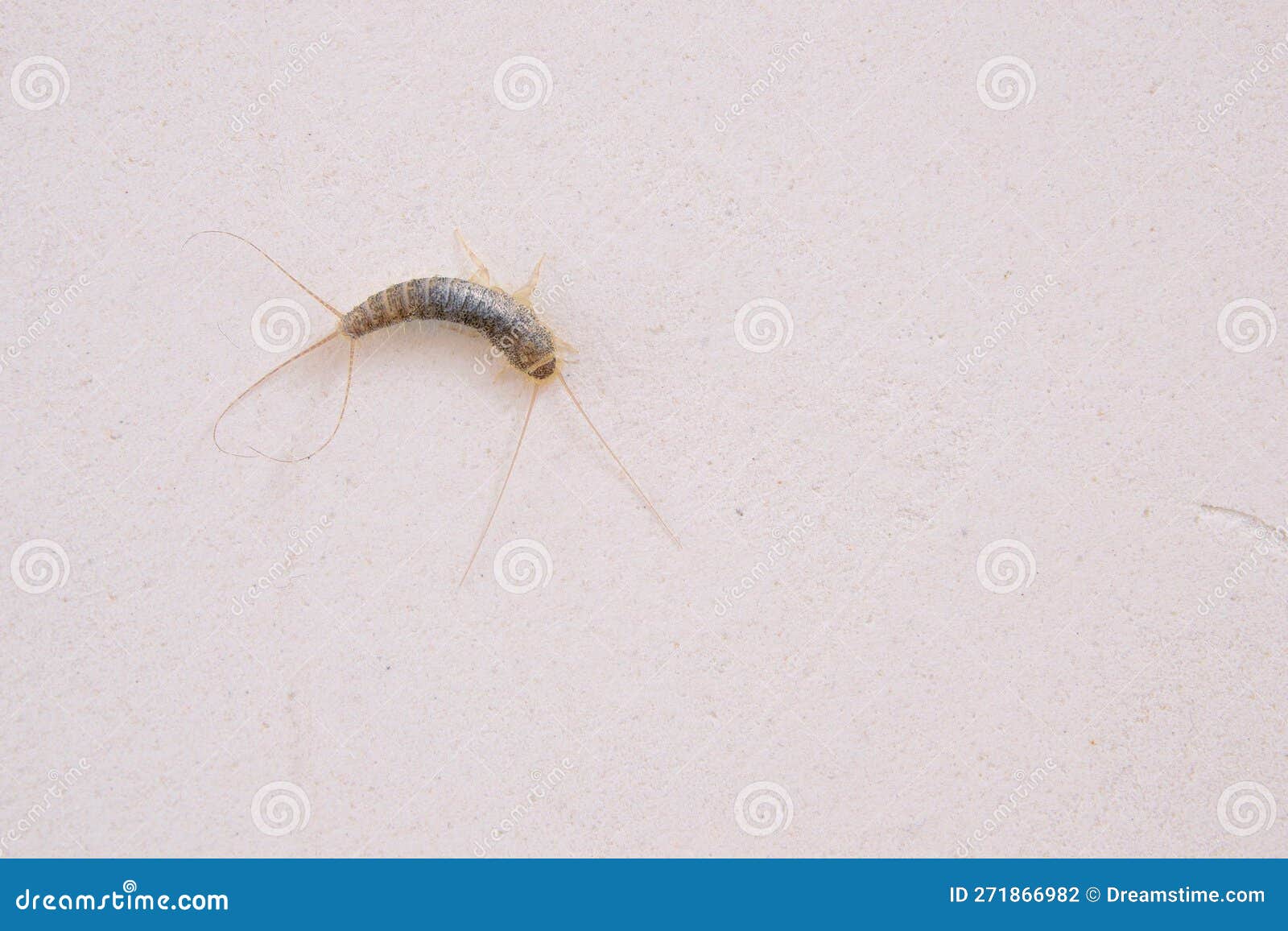 Silverfish stock photo. Image of wild, animal, nature - 271866982