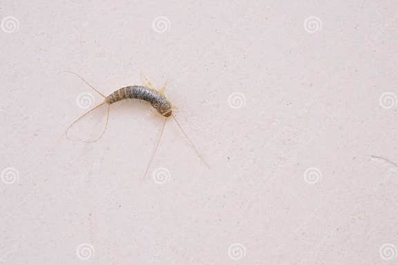 Silverfish stock photo. Image of wild, animal, nature - 271866982