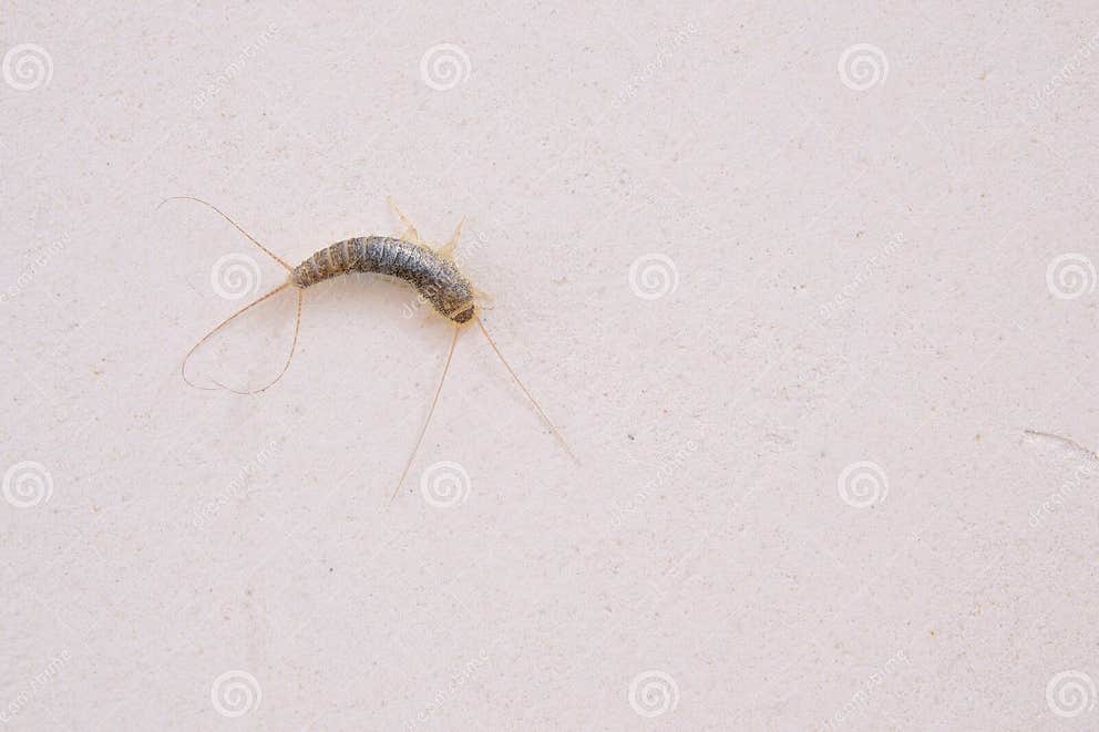 Silverfish stock photo. Image of wild, animal, nature - 271866982