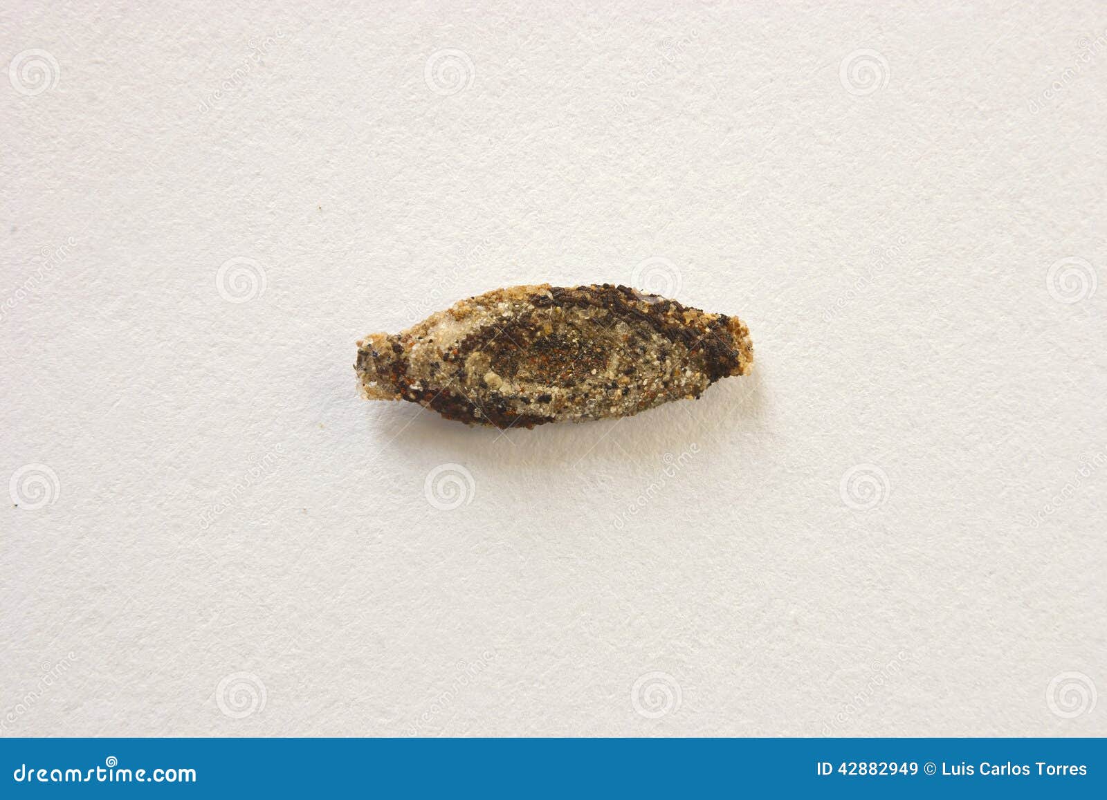 Silverfish cocoon stock image. Image of dirty, view, lepismatidae ...