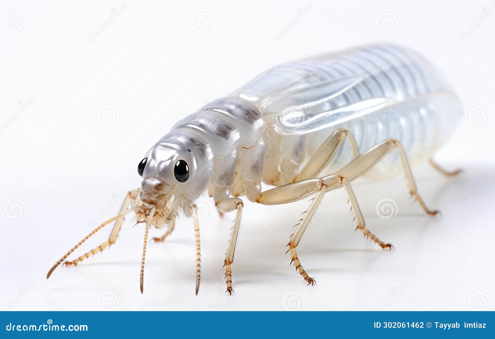 Silverfish Insect Isolated on a Transparent Background. Stock ...