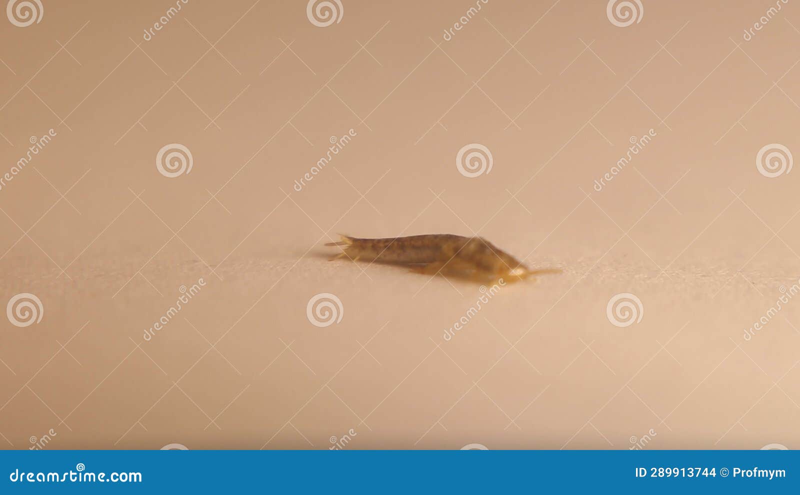 Silverfish Insect Isolated on a White Background. Insects, Insect. Bugs ...