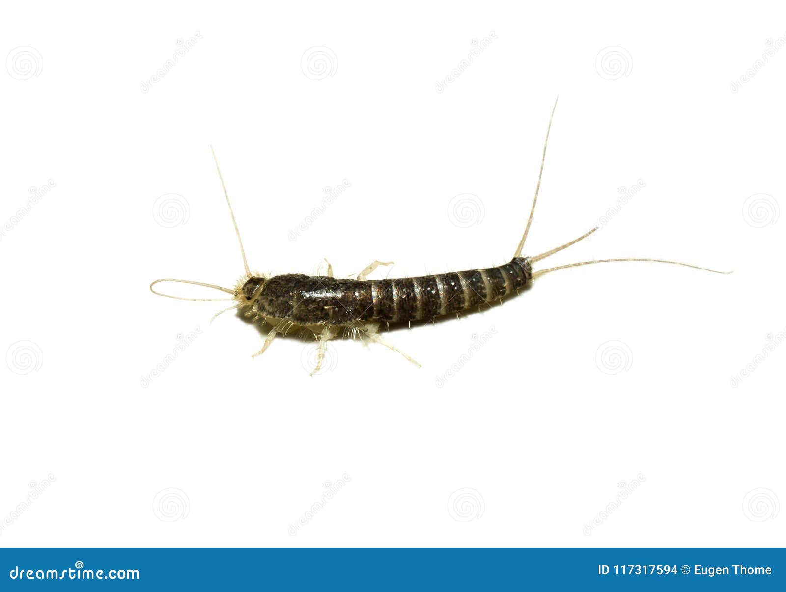 Silverfish isolated stock photo. Image of isolated, pest - 117317594