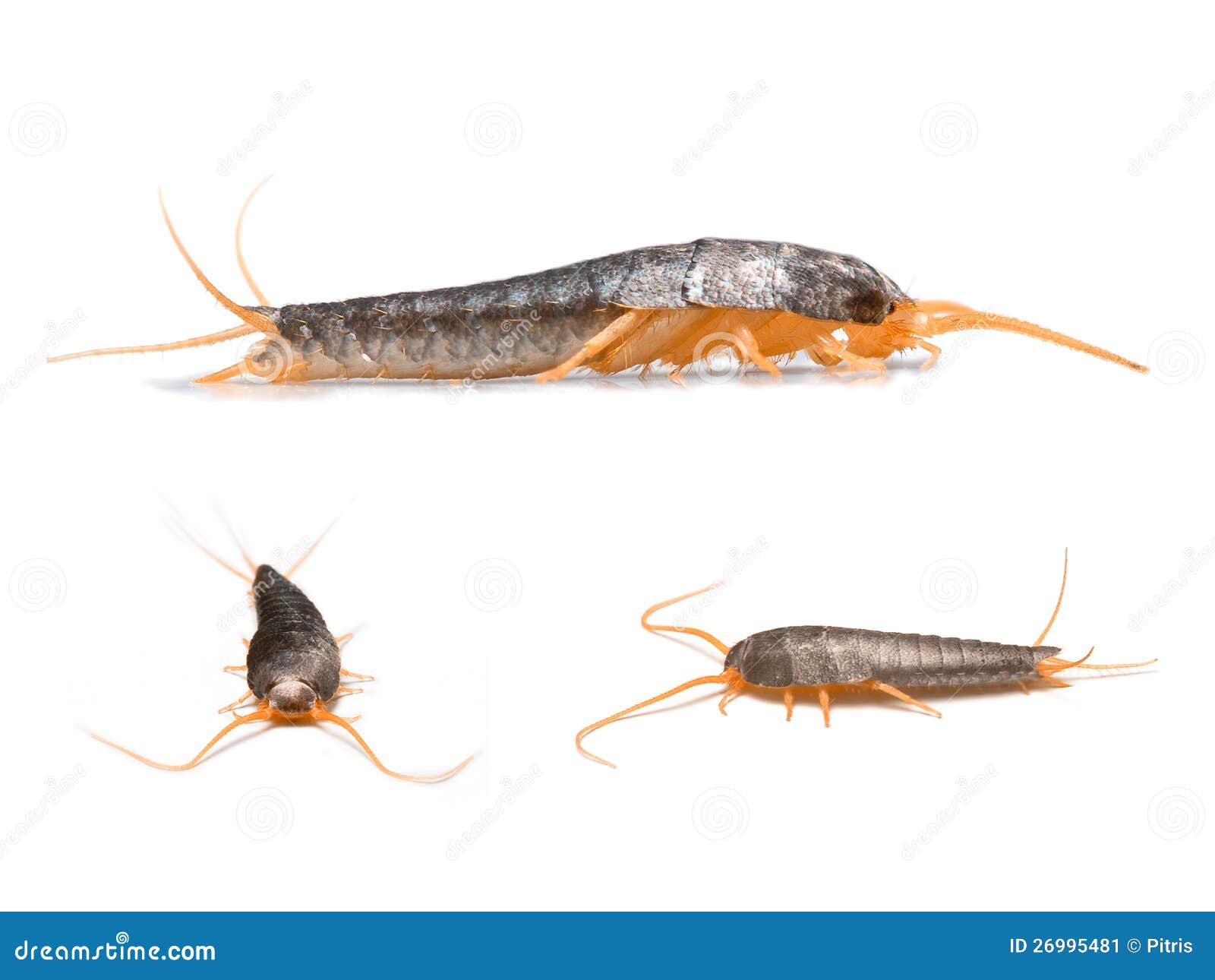 Silverfish - Lepisma Saccharina Stock Image - Image of saccharina, side ...