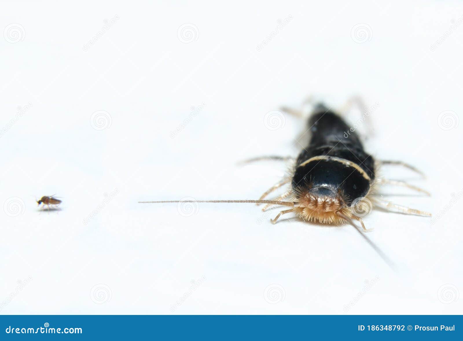 Silverfish Lepisma Saccharina Front View with a Tine Fly Stock Photo ...
