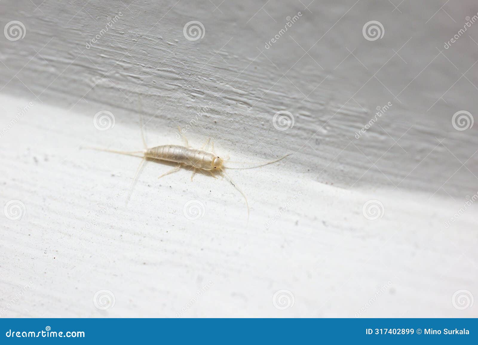 Silverfish (Lepisma Saccharina) Insect on White Wall Stock Image ...