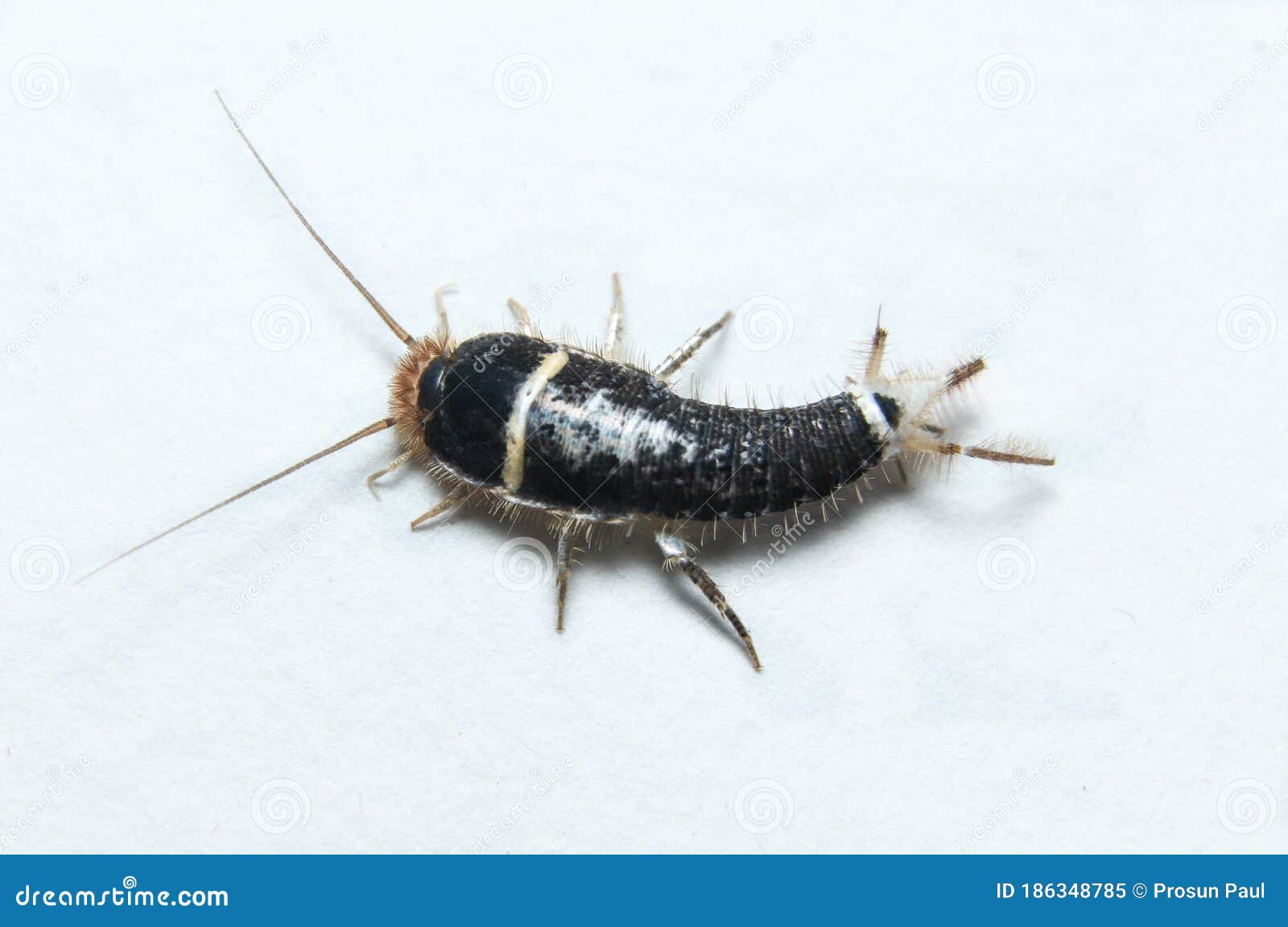 Silverfish Lepisma Saccharina Top View on a White Background Stock ...