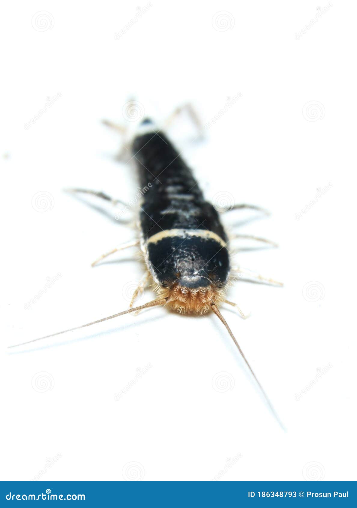 Silverfish Lepisma Saccharina Top View in a White Background Stock ...