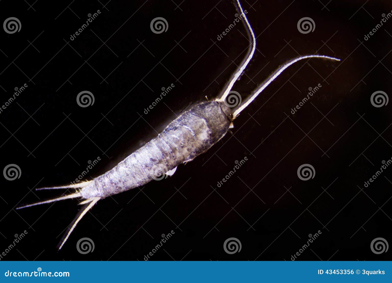 Silverfish stock photo. Image of animals, scientific - 43453356