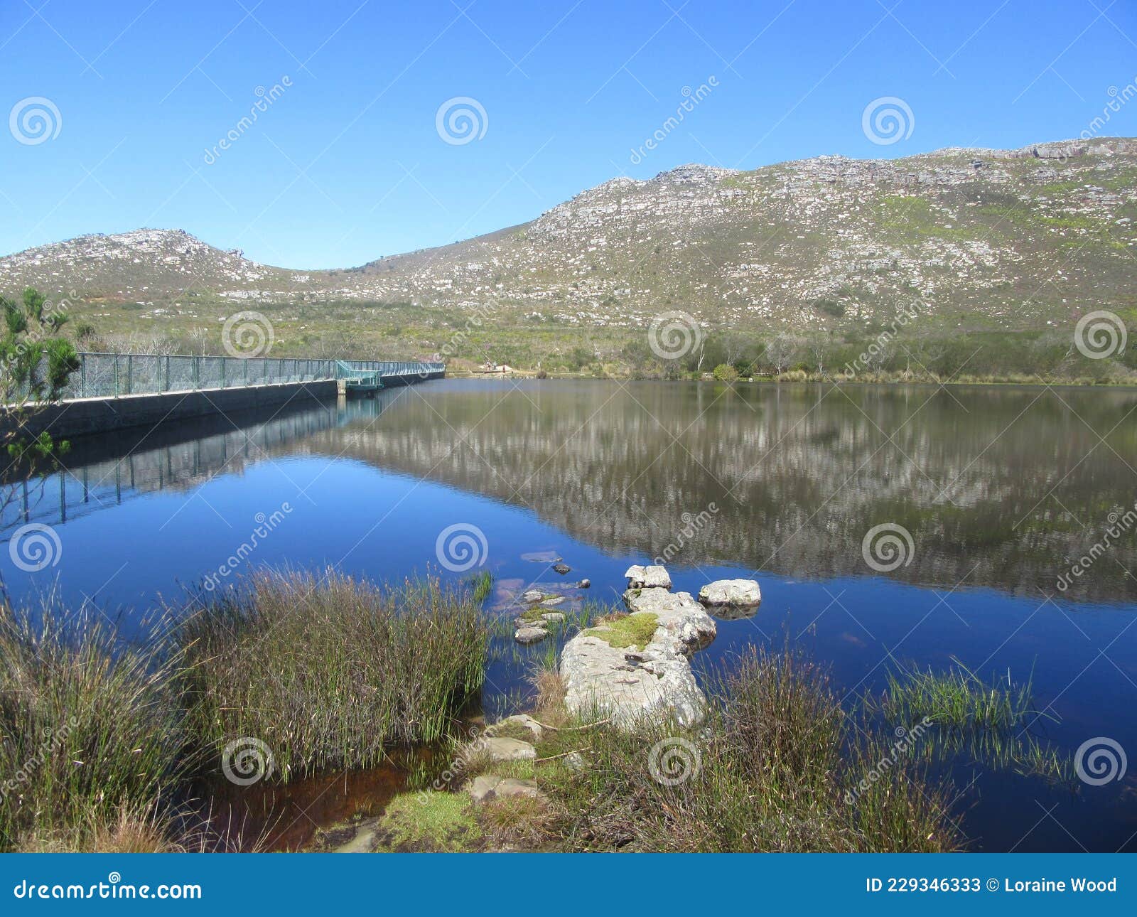 Silvermine Dam stock image. Image of tarn, lake, tree - 229346333