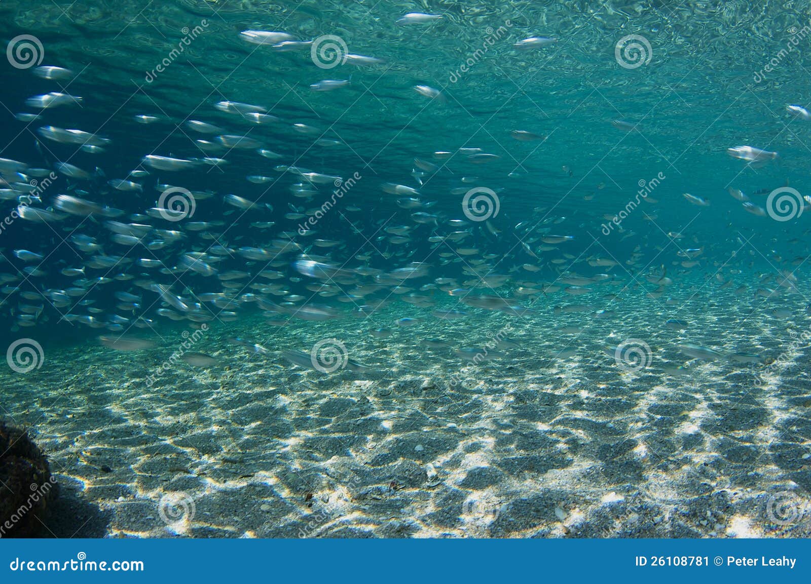 Silverside Fish stock image. Image of saltwater, ocean - 26108781