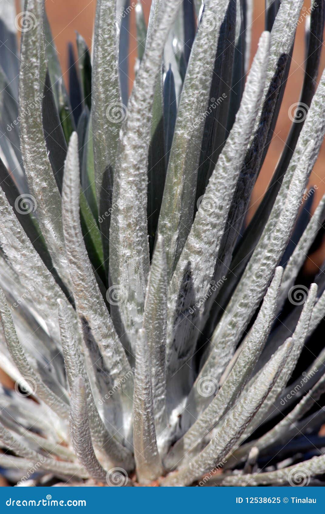 Silversword 1 stock image. Image of haleakala, silver - 12538625