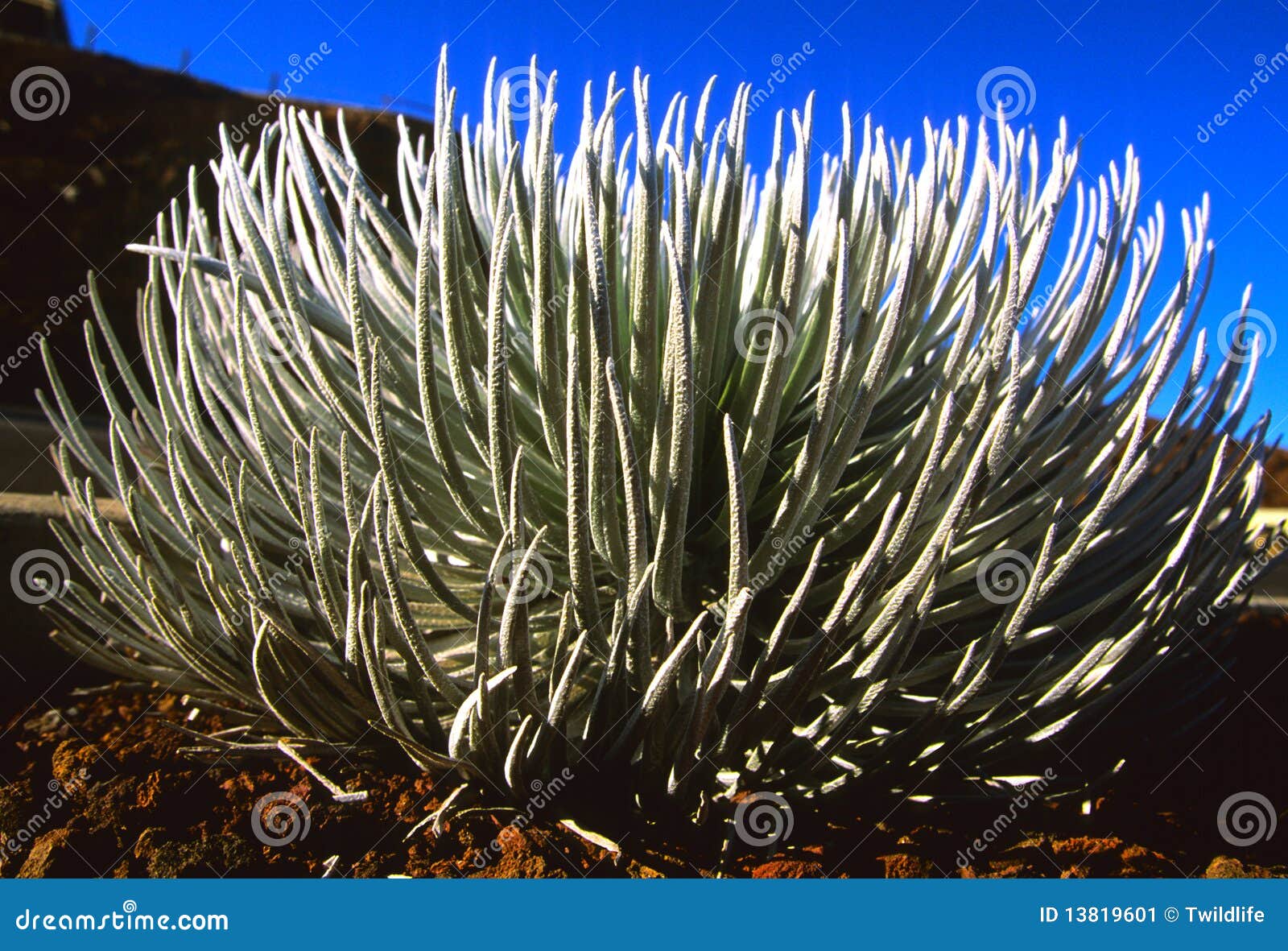 Silversword stock image. Image of silversword, endangered - 13819601