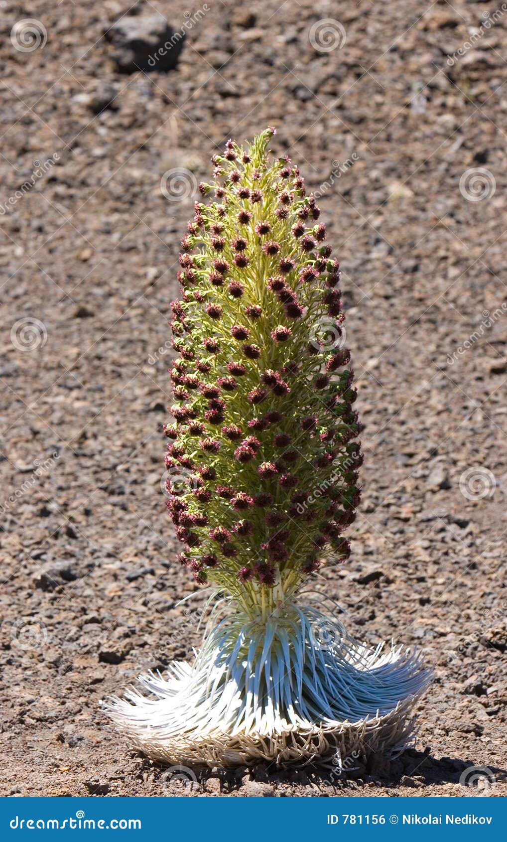 Silversword stock photo. Image of desert, silversword, sword - 781156