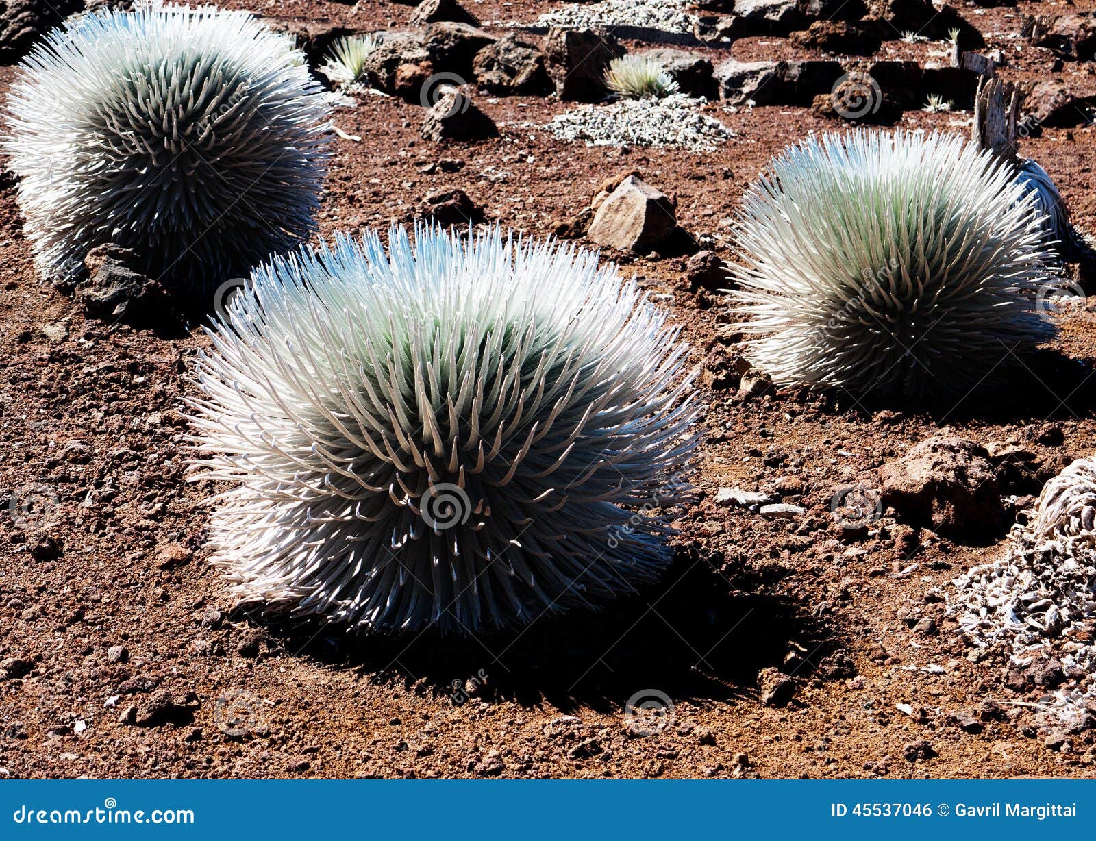 Silversword cactus stock photo. Image of plant, maui - 45537046