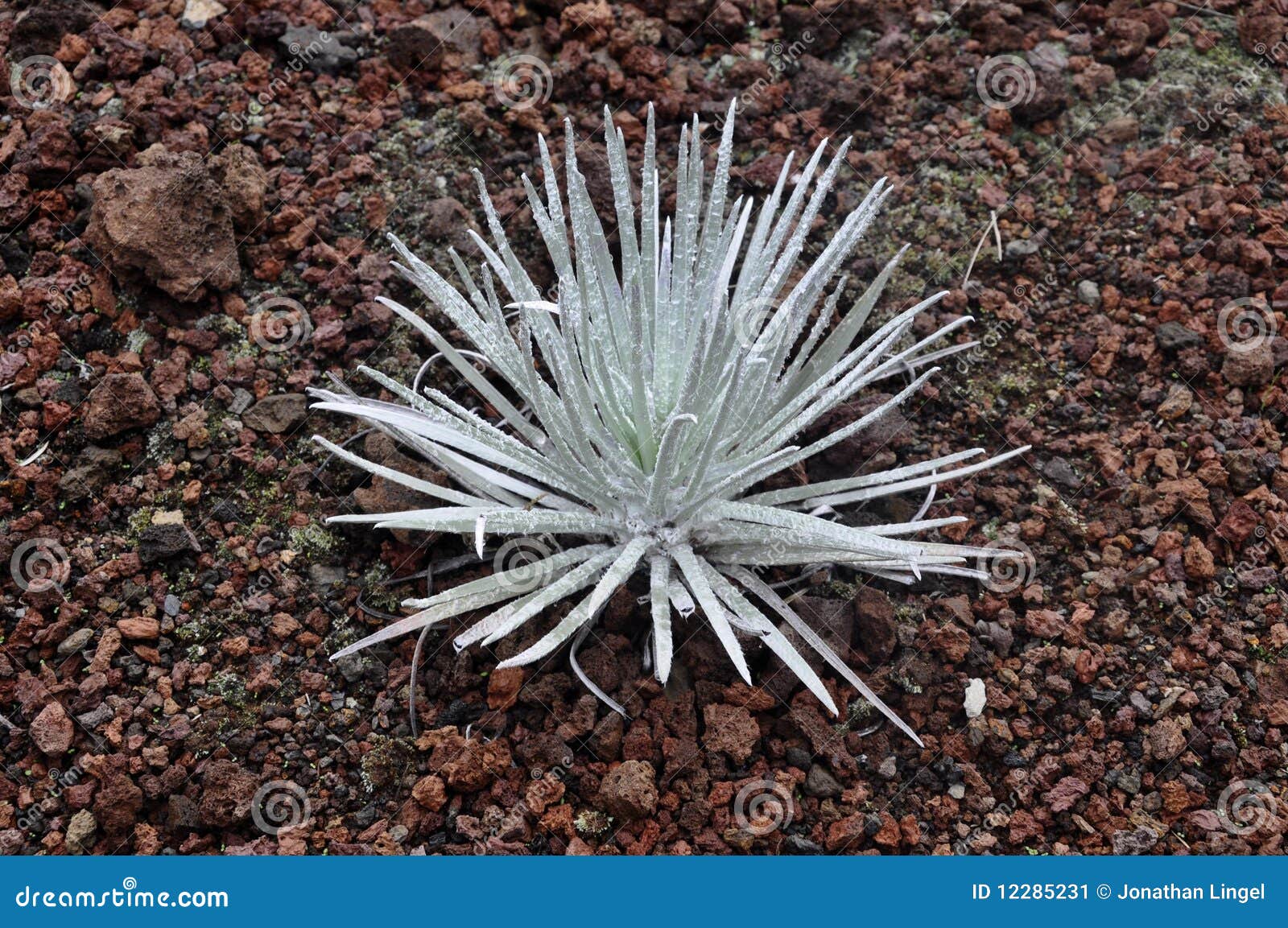 Silversword plant stock image. Image of silversword, sword - 12285231