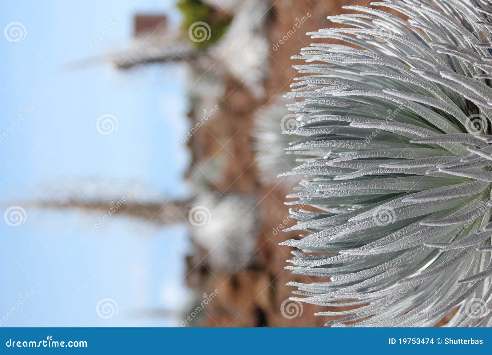 Silversword plant stock photo. Image of rare, high, extinct - 19753474