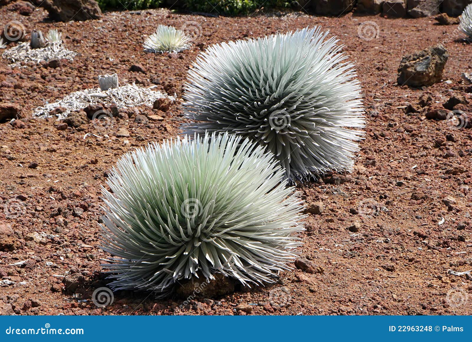 Silversword Plant stock photo. Image of unique, hawaiian - 22963248