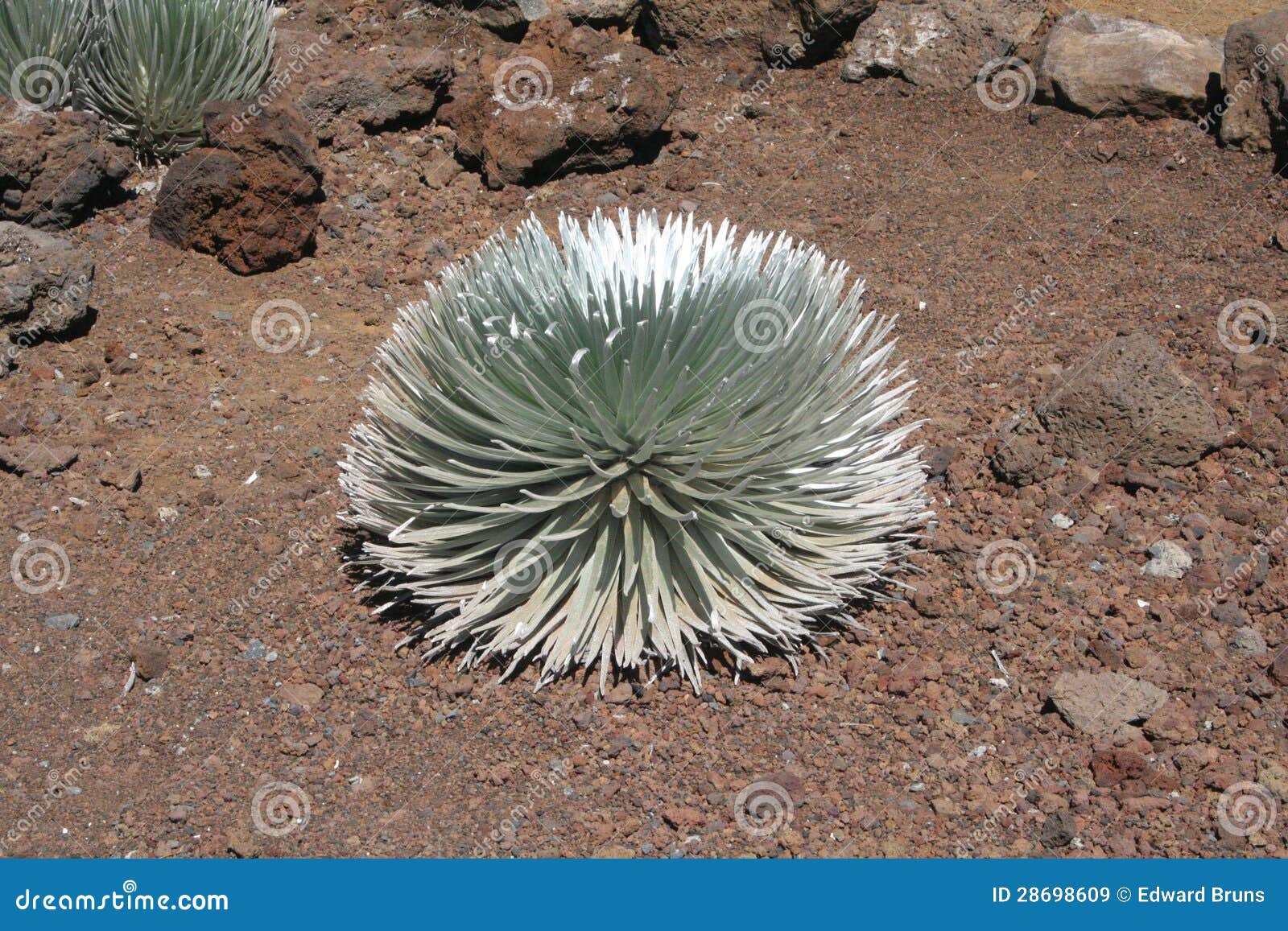 Silversword Plant on Haleakala Volcano Stock Image - Image of high ...