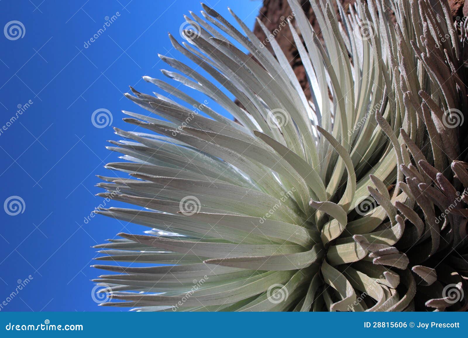 Silversword Plant on Haleakala Volcano Stock Photo - Image of haleakala ...