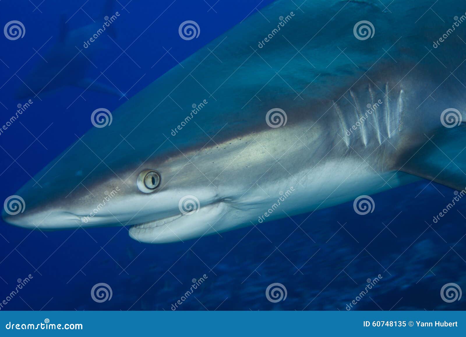 SILVERTIP SHARK stock image. Image of french, wildlife - 60748135