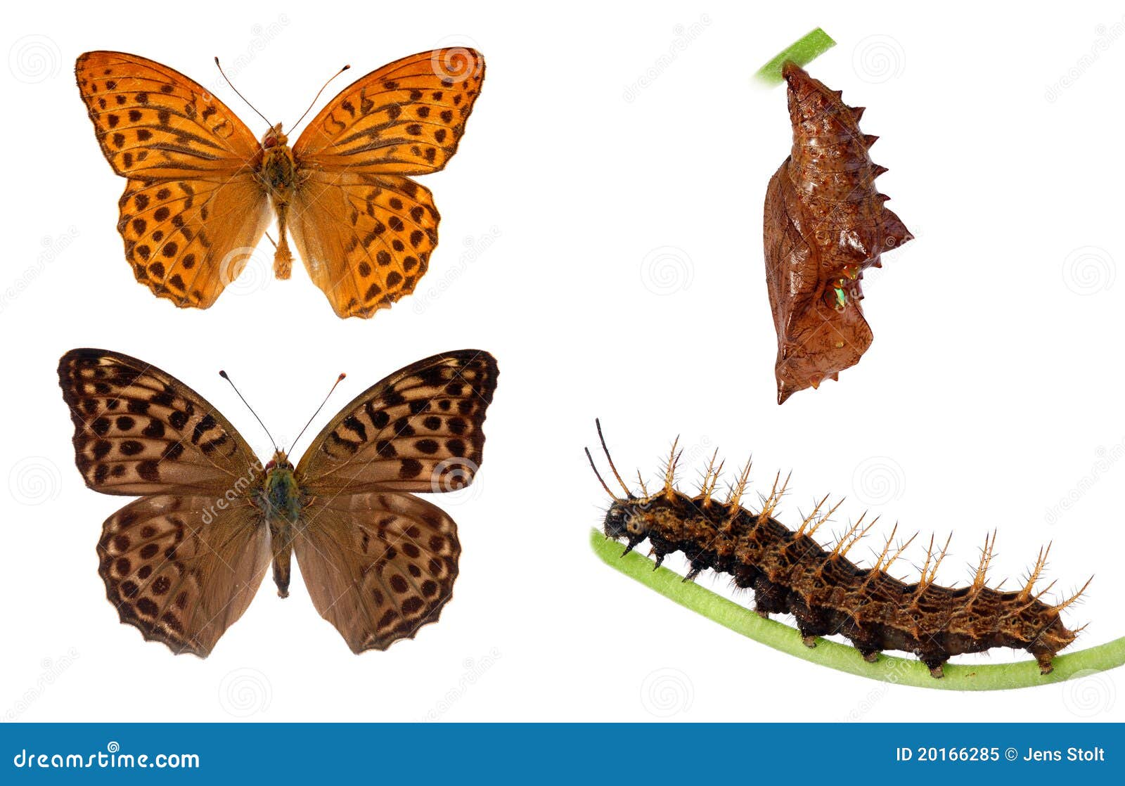 Silverwashed fritillary stock image. Image of caterpillar - 20166285