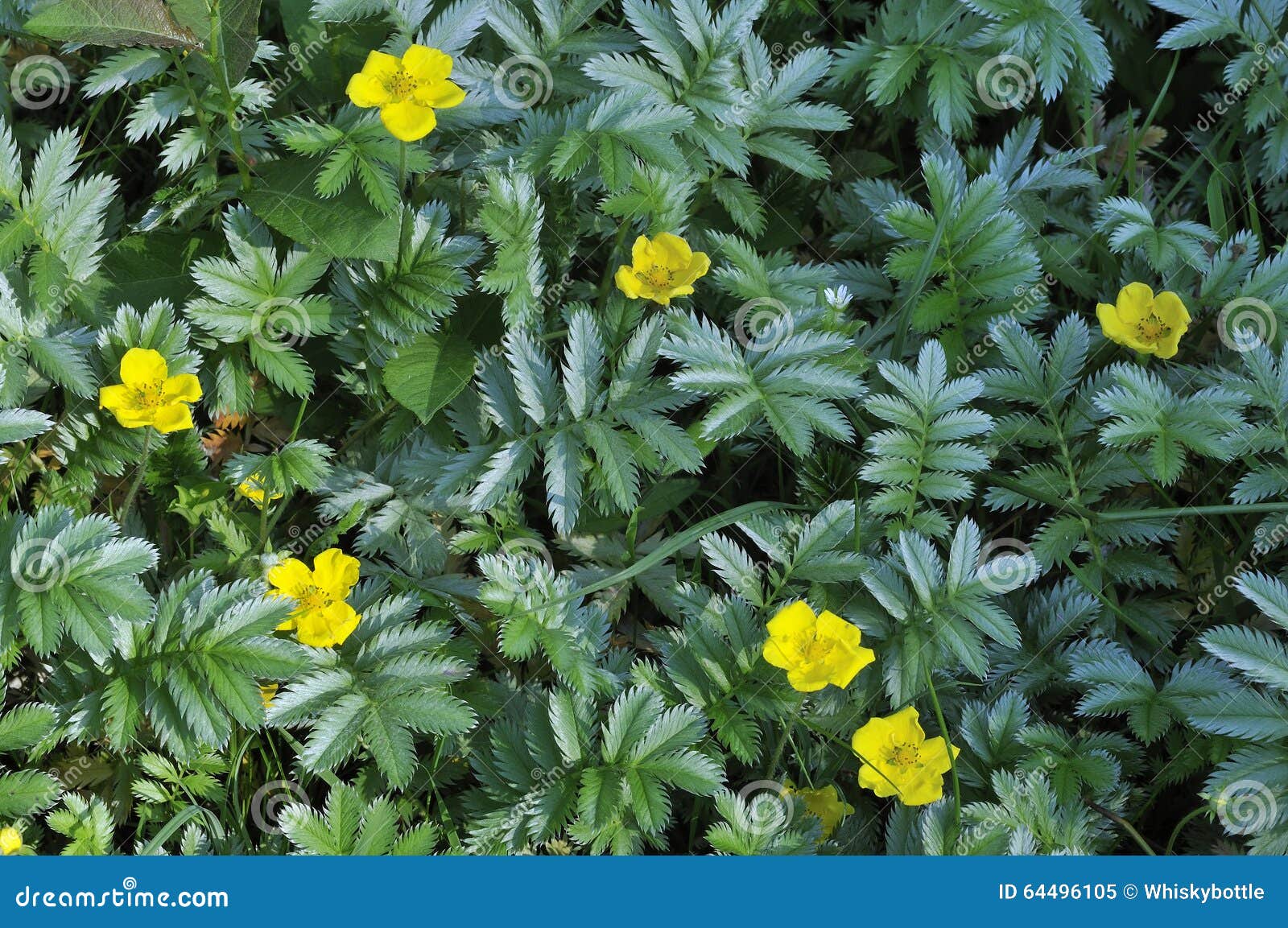 Silverweed stock image. Image of flora, landscape, rosaceae - 64496105