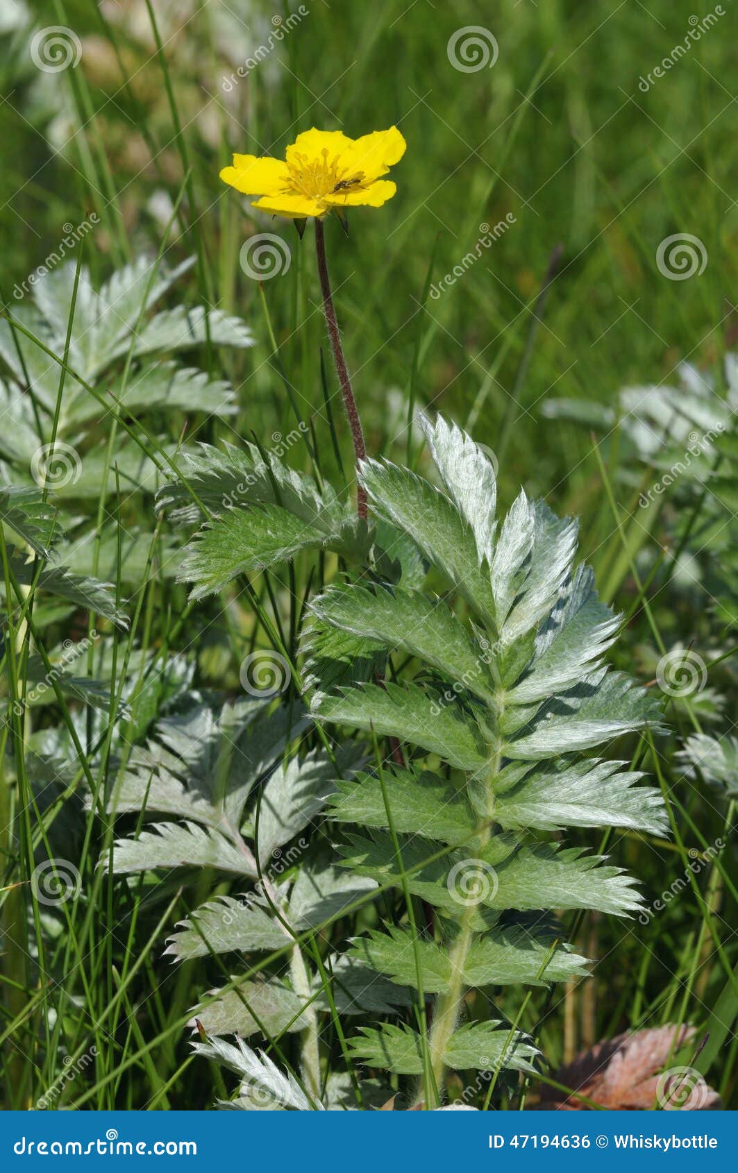 Silverweed stock photo. Image of british, flora, summer - 47194636