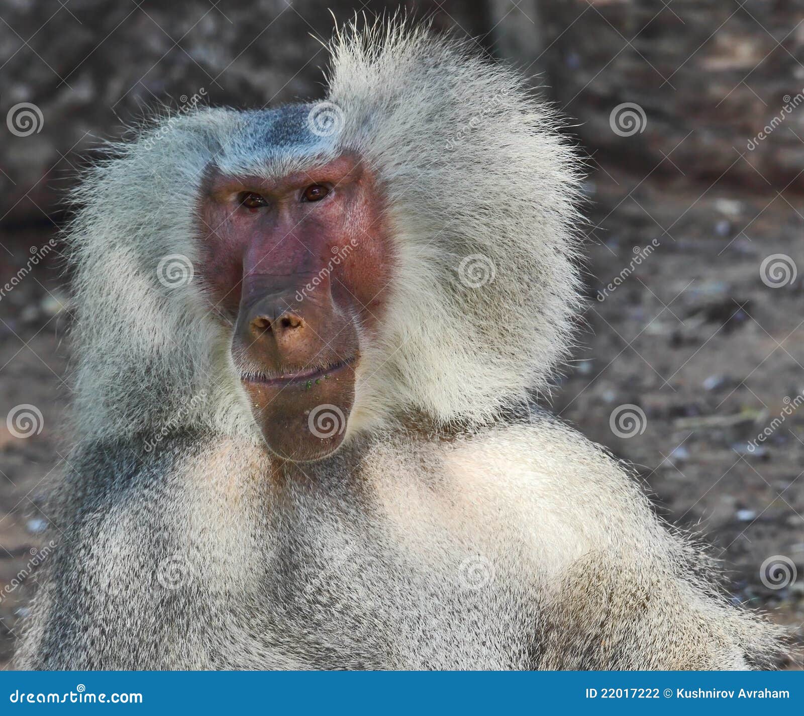 The Silvery Baboon Smiles To Spectators Stock Photo - Image of sand, smiles: 22017222
