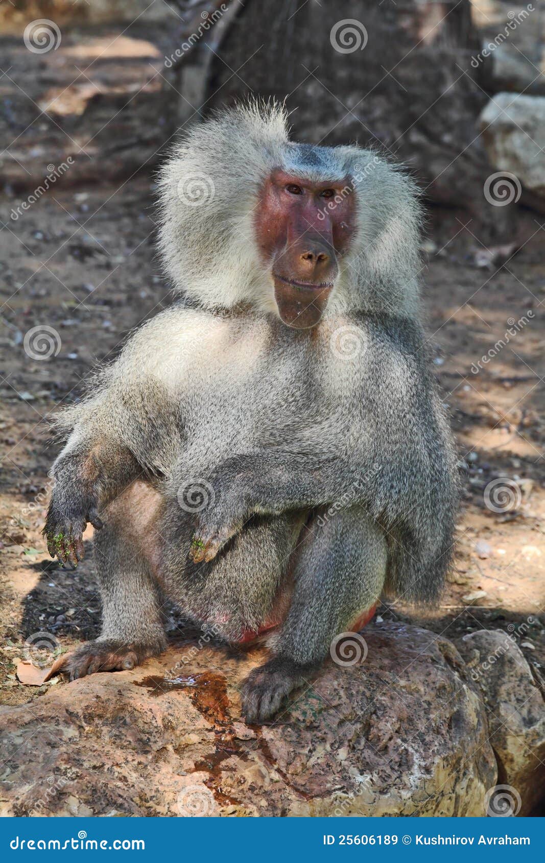 The Silvery Baboon Tenderly Smiles To Spectators Stock Image - Image of ...