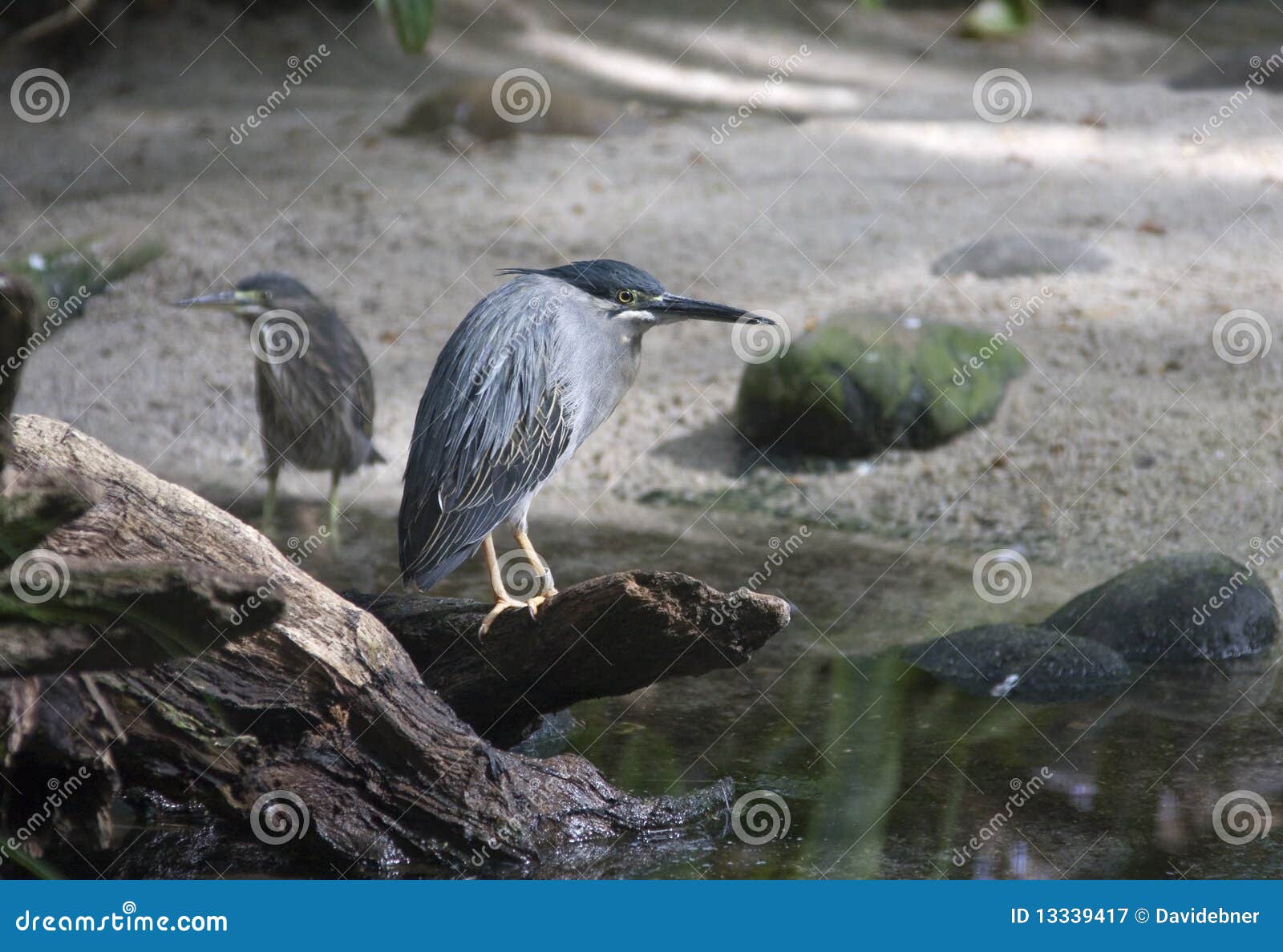 Silvery Blue Bird stock image. Image of bird, nature - 13339417