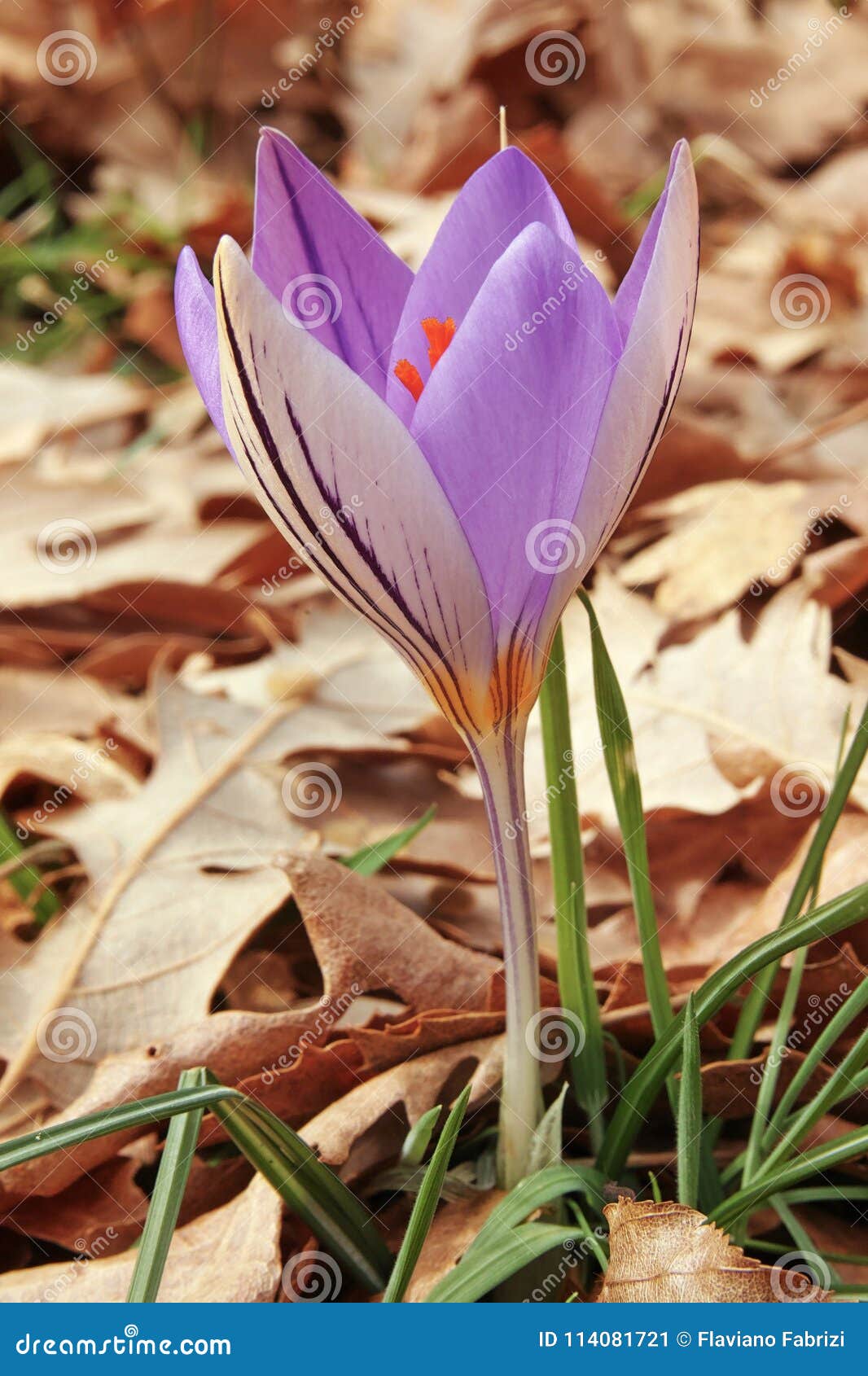 Silvery crocus in bloom stock image. Image of botanical - 114081721