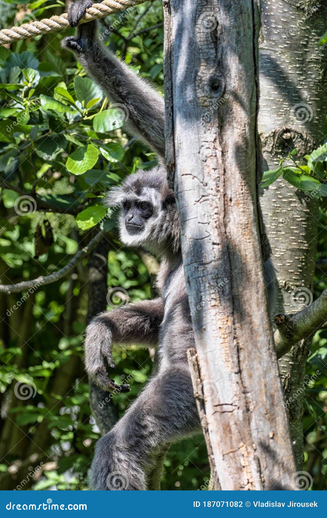 Silvery Gibbon, Hylobates Moloch, is Very Rare, with a Small Population ...