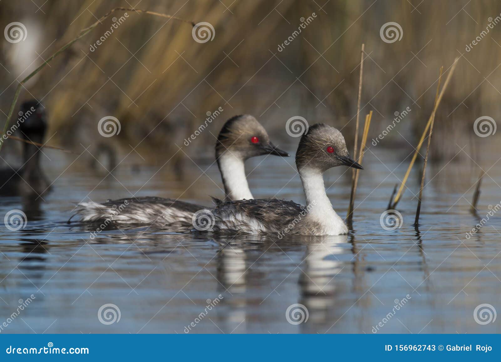 Silvery Grebe, Patagonia, Argentina Stock Image - Image of wetland ...