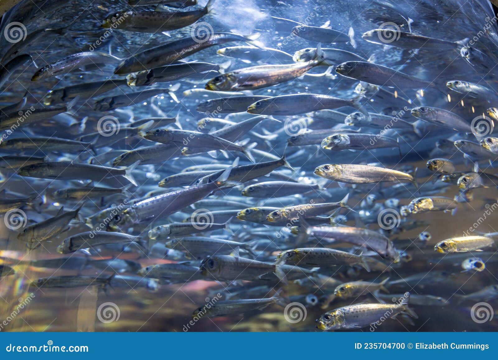 Silvery Group of Swimming Shiny Fish in a Blue Tank Stock Photo - Image ...