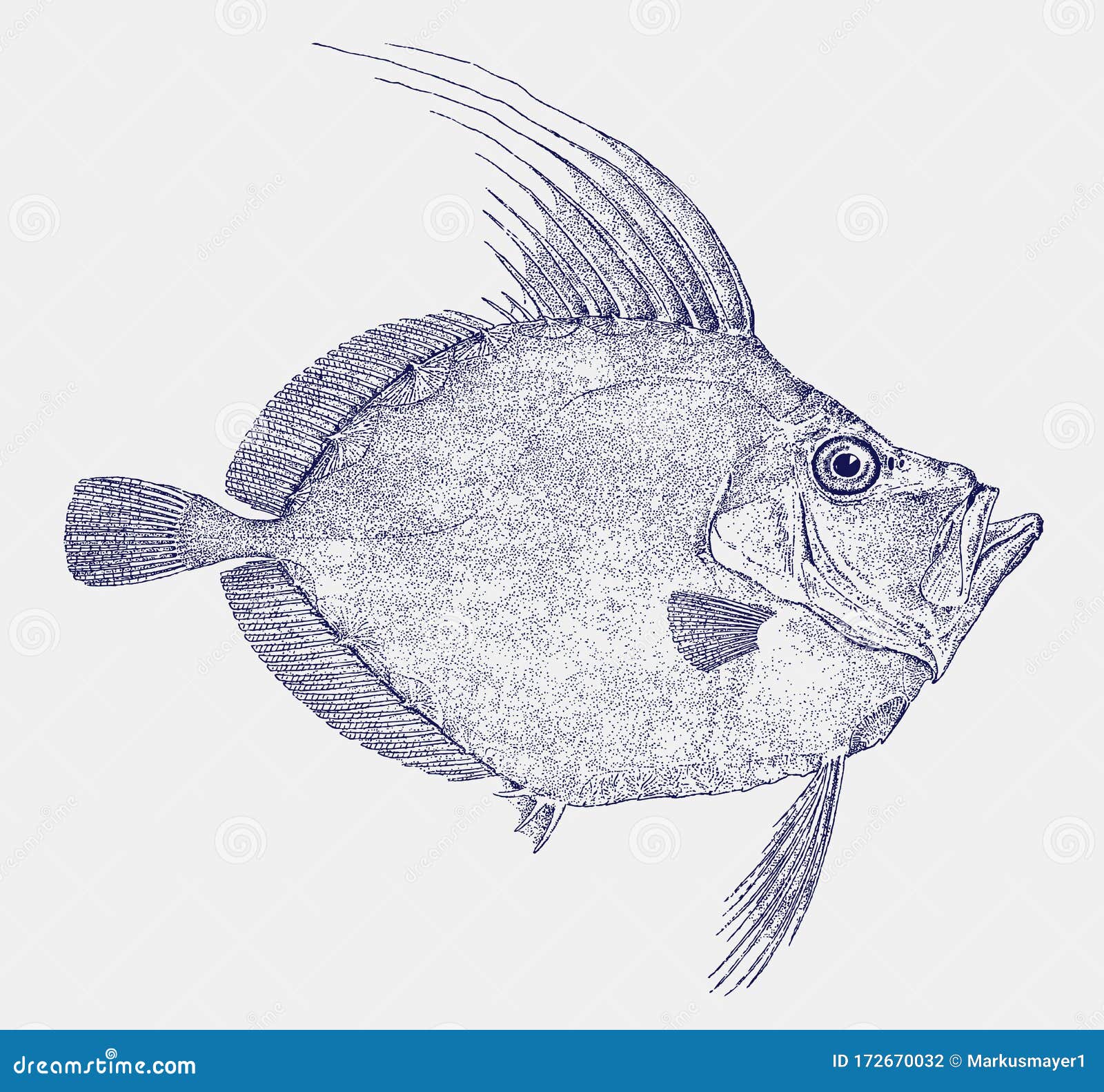 Silvery John Dory, a Marine Fish in Side View Stock Vector ...