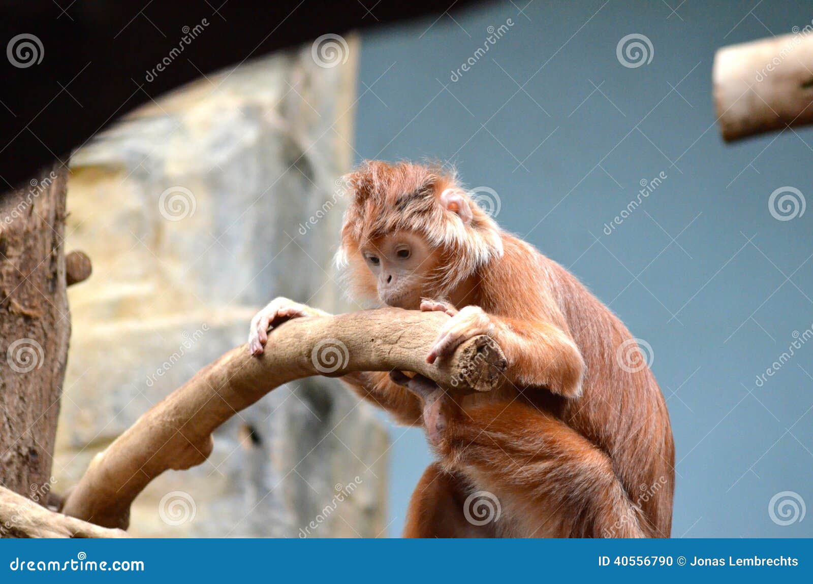 Silvery lutung stock photo. Image of silvery, white, face - 40556790