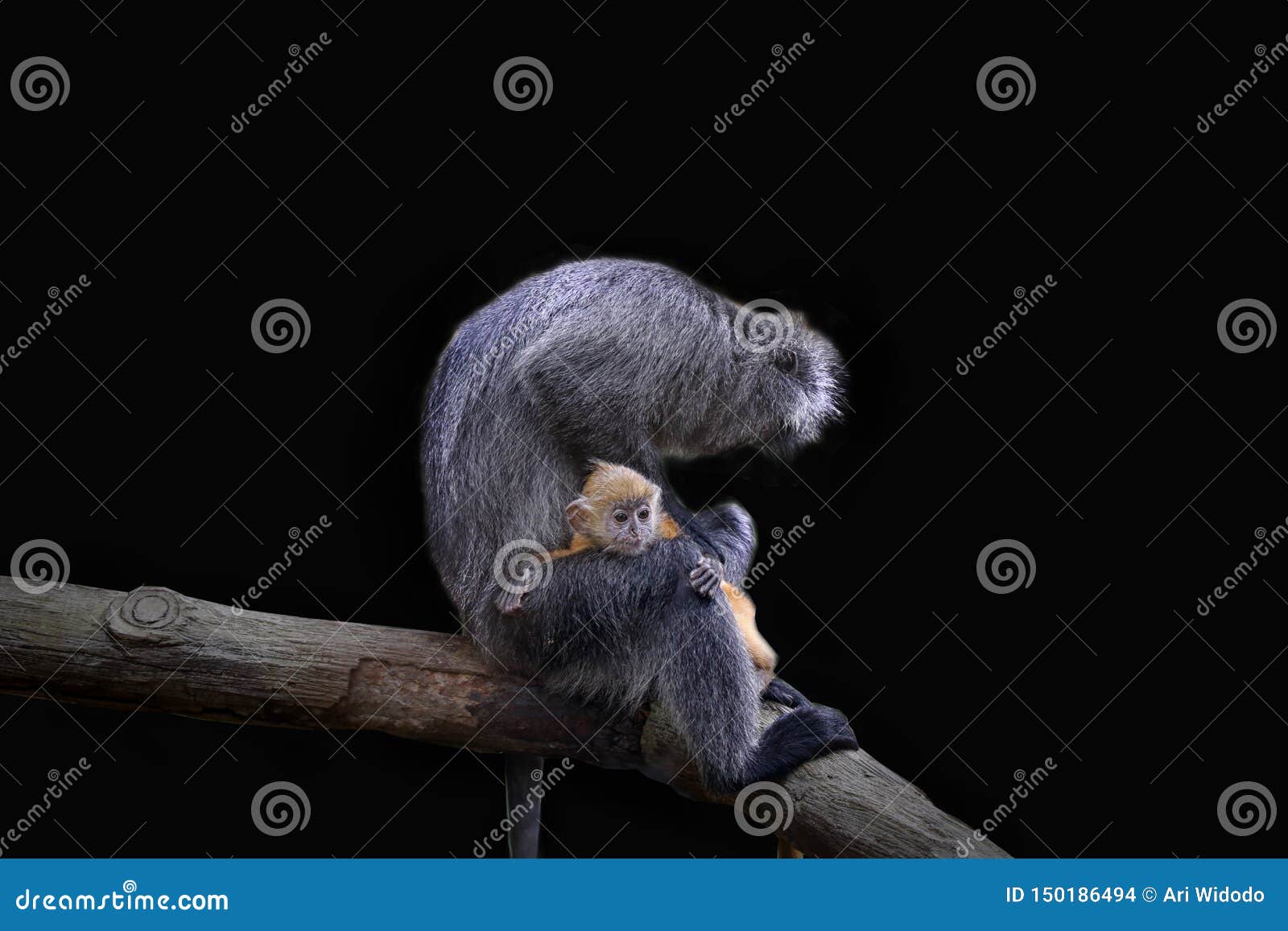 Kalimantan Silver Langur and Her Baby Stock Photo - Image of cristatus ...
