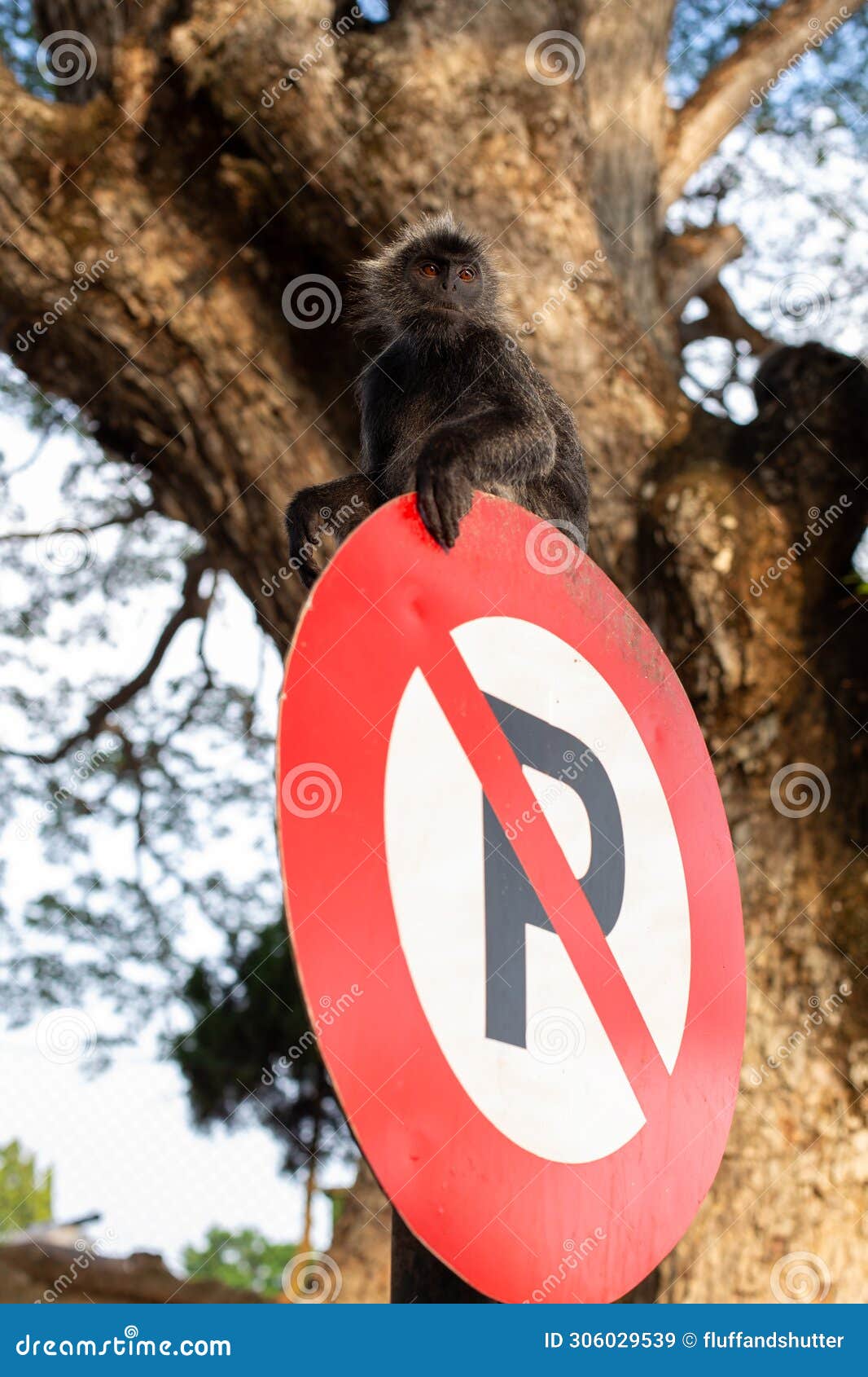 Silvery Lutung (Trachypithecus Cristatus) in Southeast Asia Stock Image ...