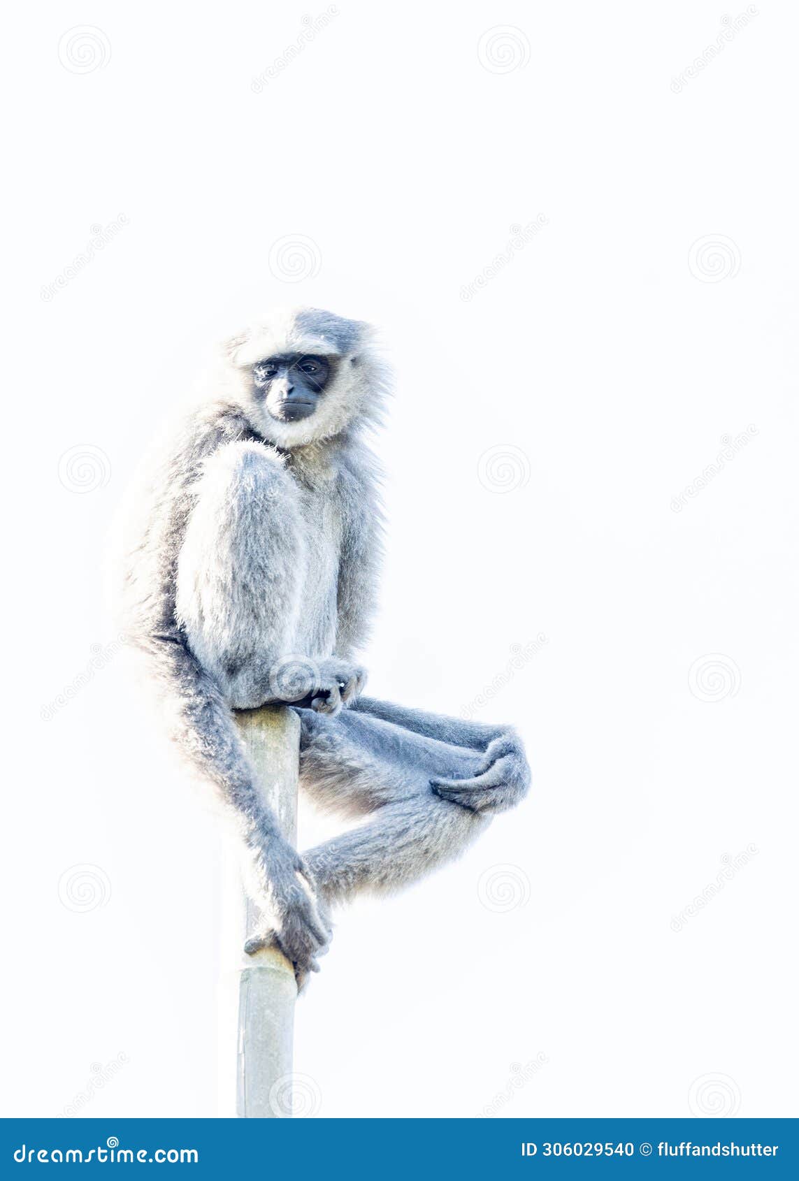 Silvery Lutung (Trachypithecus Cristatus) in Southeast Asia Stock Photo ...
