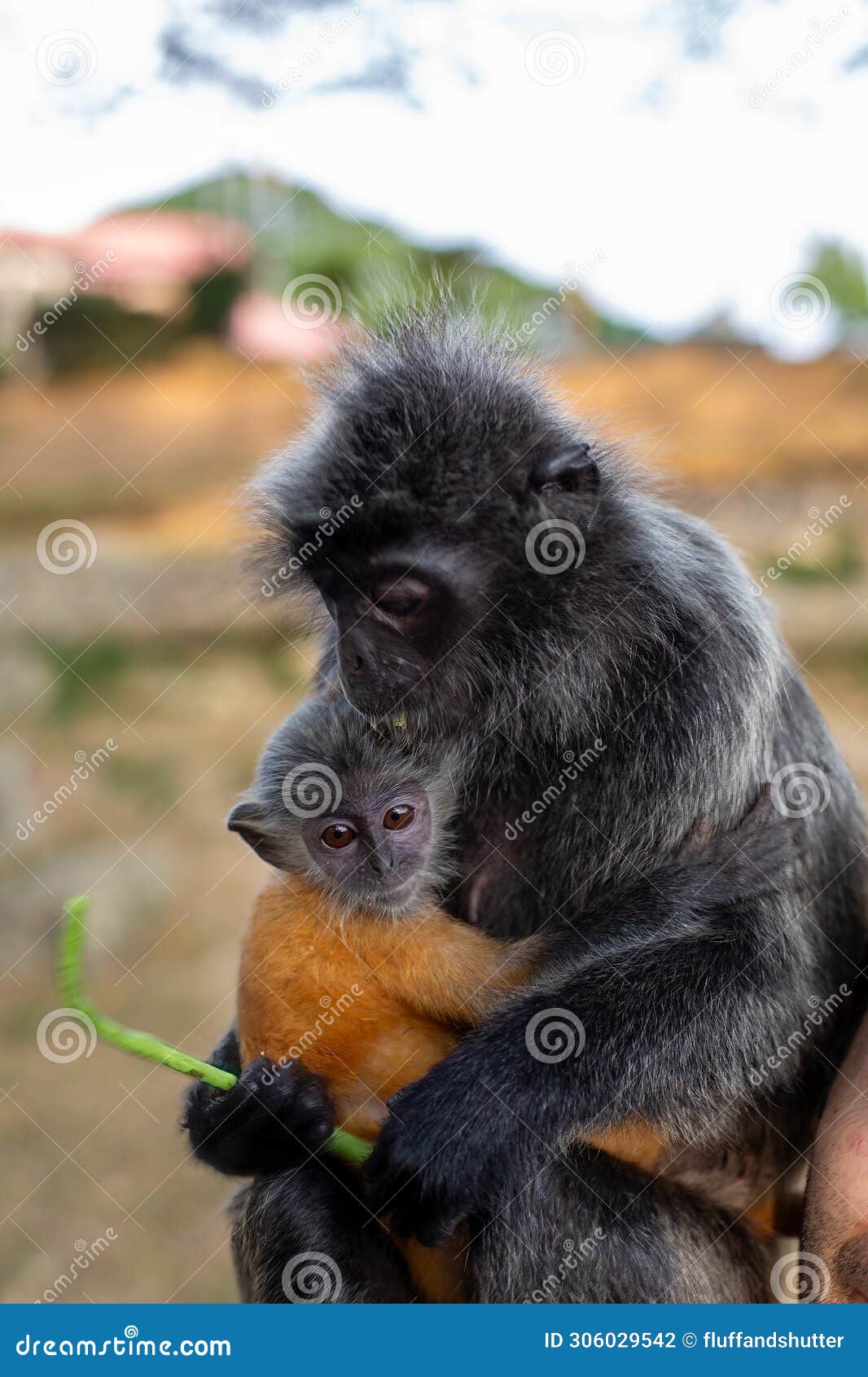 Silvery Lutung (Trachypithecus Cristatus) in Southeast Asia Stock Photo ...