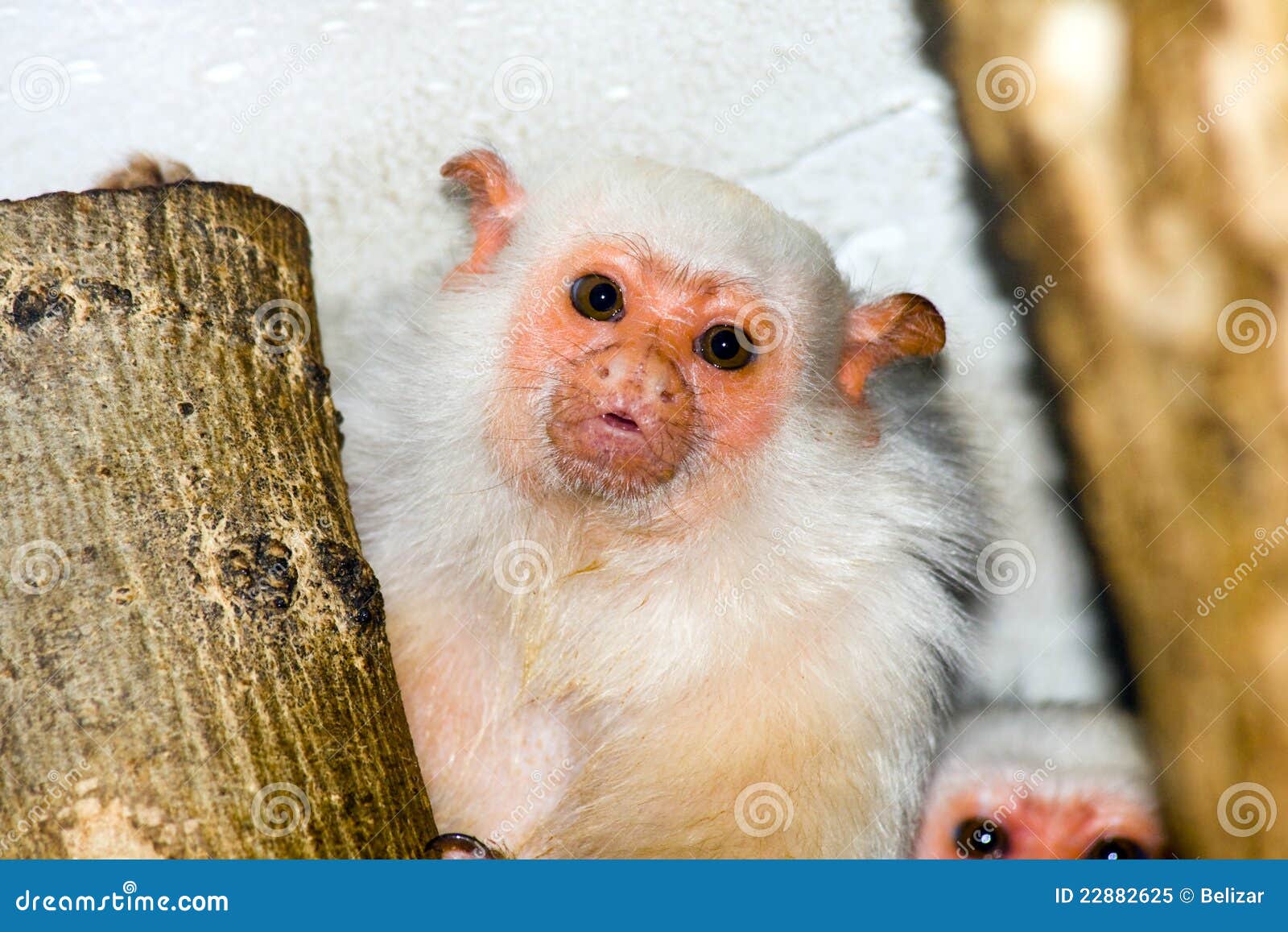 Silvery Marmoset (Callithrix Argentata) Stock Image - Image of primate ...