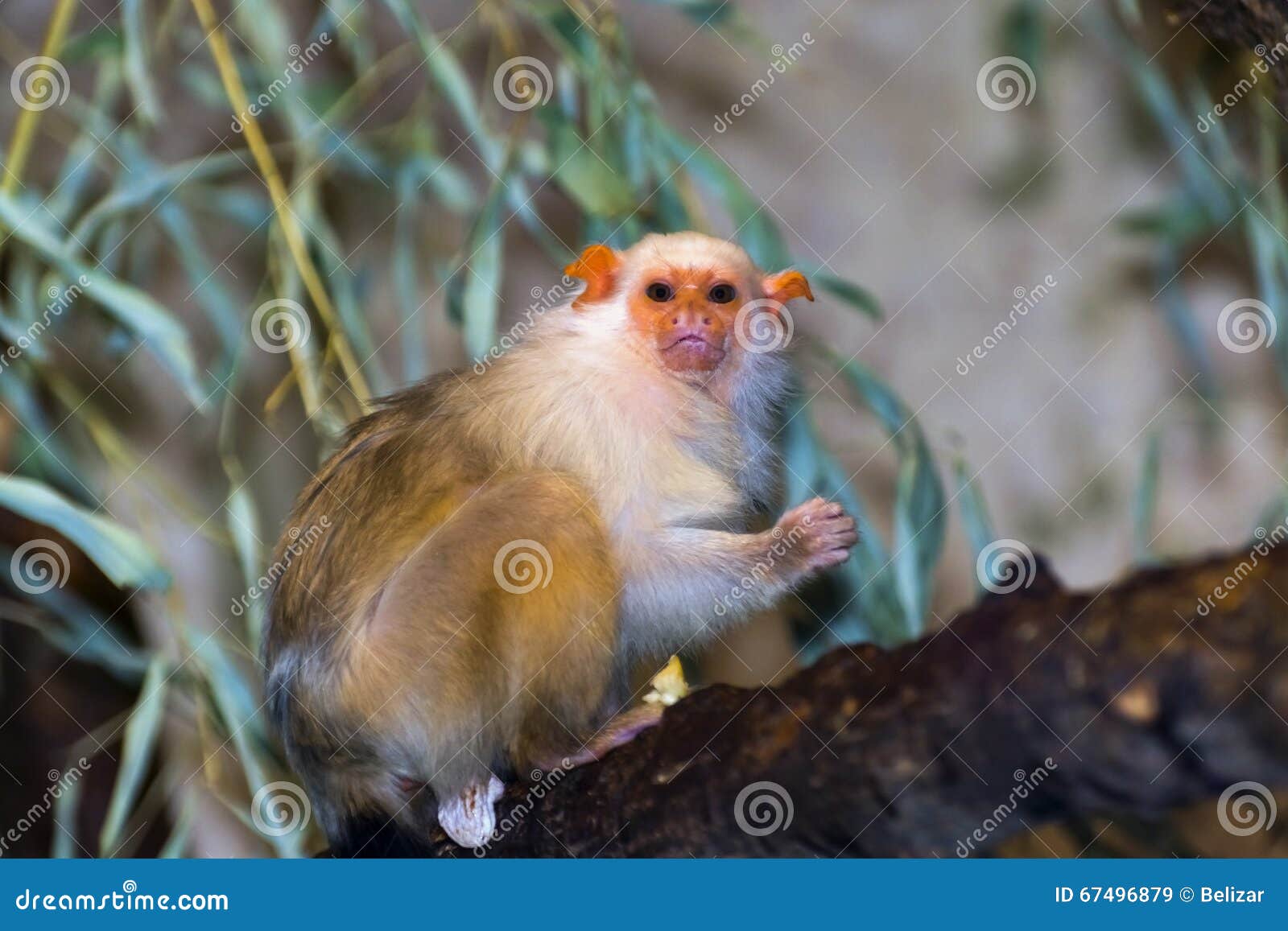 Silvery Marmoset (Callithrix Argentata) Stock Image - Image of ...