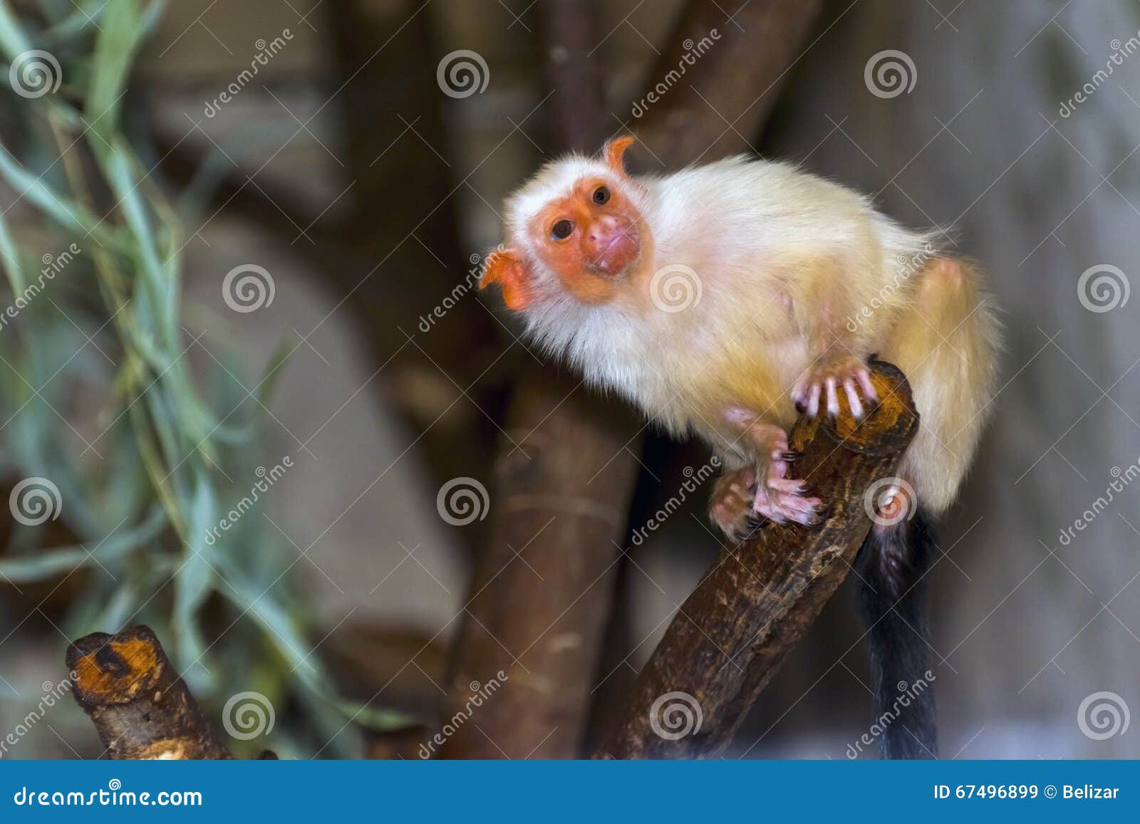 Silvery Marmoset (Callithrix Argentata) Stock Image - Image of ...