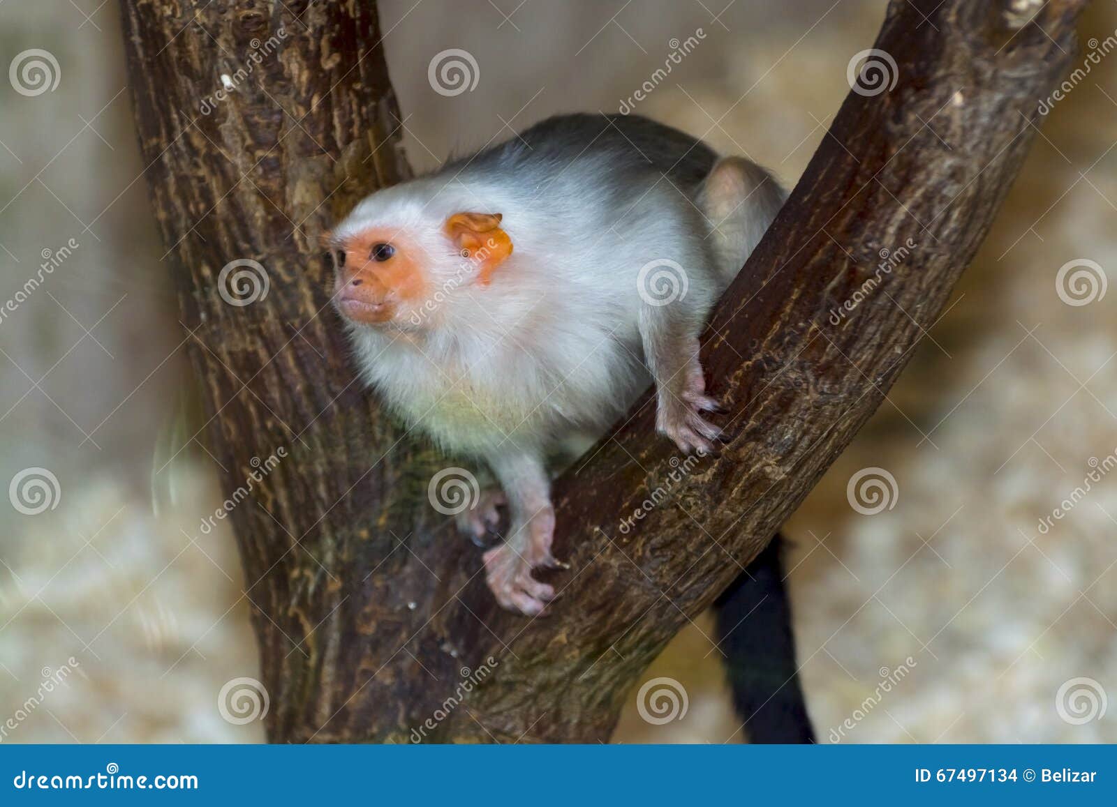Silvery Marmoset (Callithrix Argentata) Stock Photo - Image of monkey ...