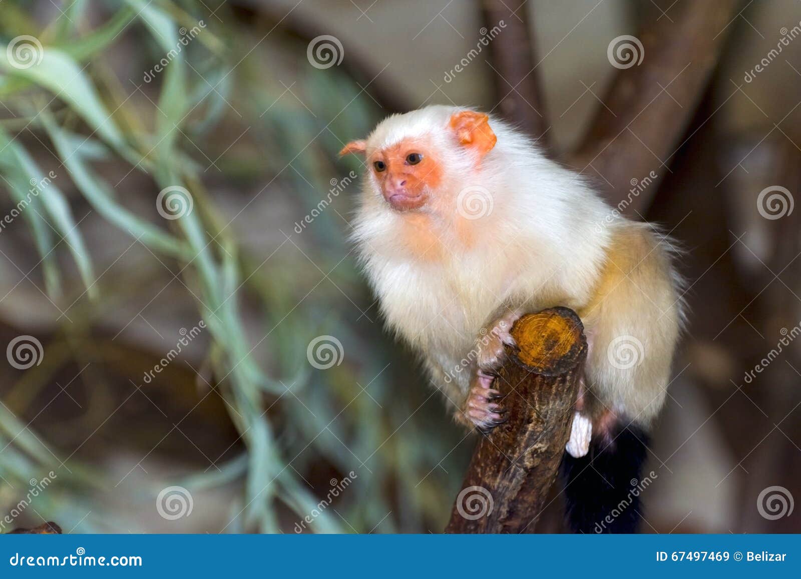 Silvery Marmoset (Callithrix Argentata) Stock Image - Image of small ...