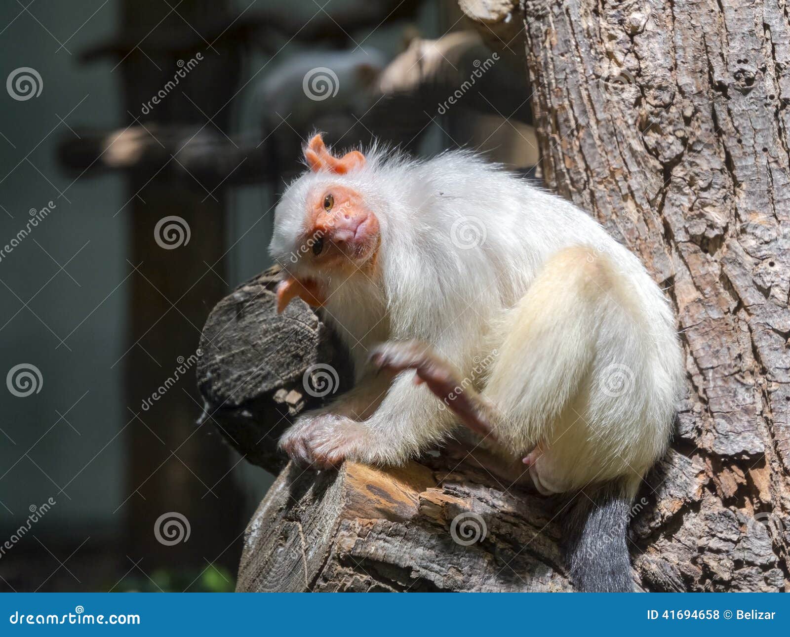 Silvery Marmoset (Callithrix Argentata) Stock Photo - Image of ...